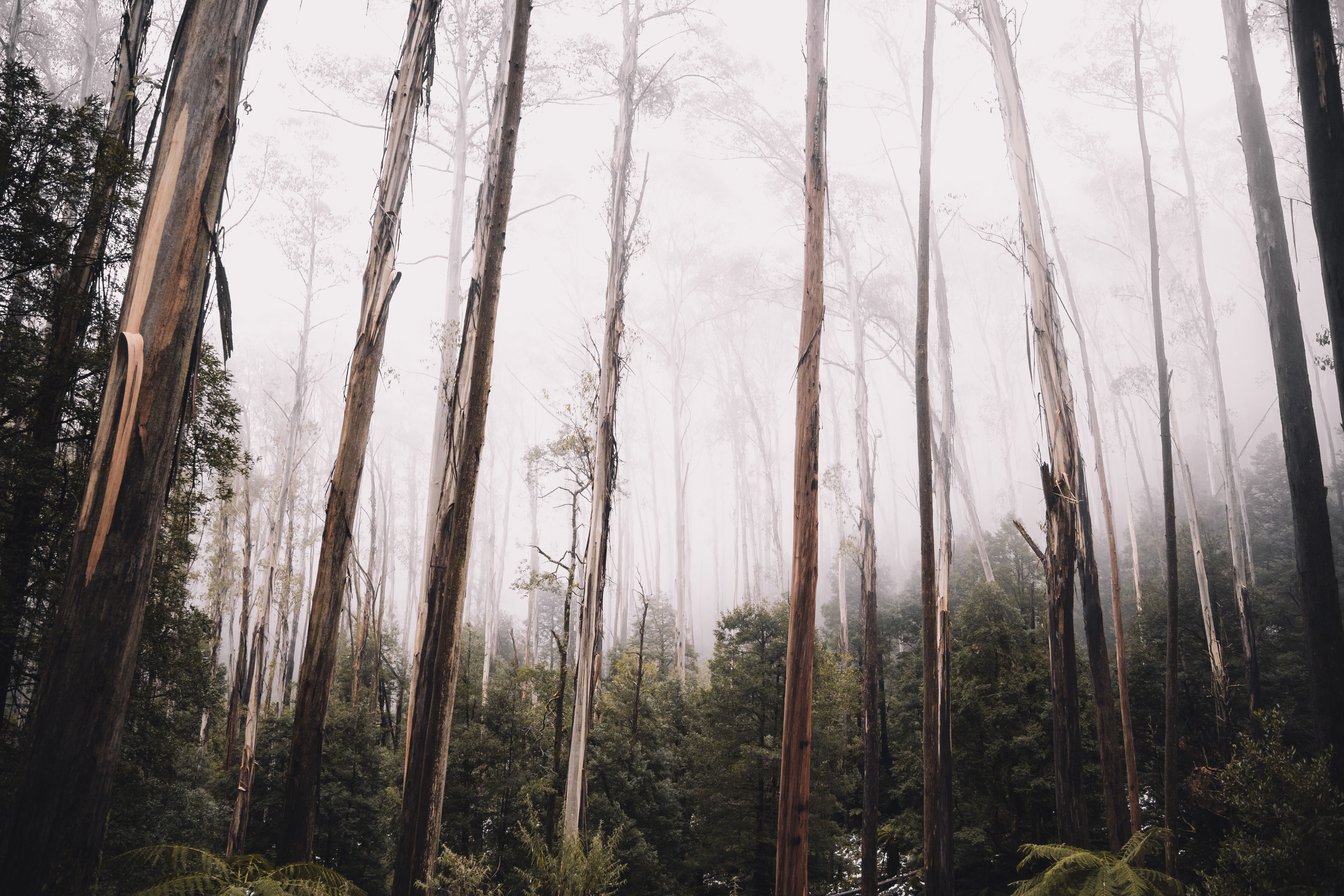 Lush Greenery in the Forest · Free Stock Photo