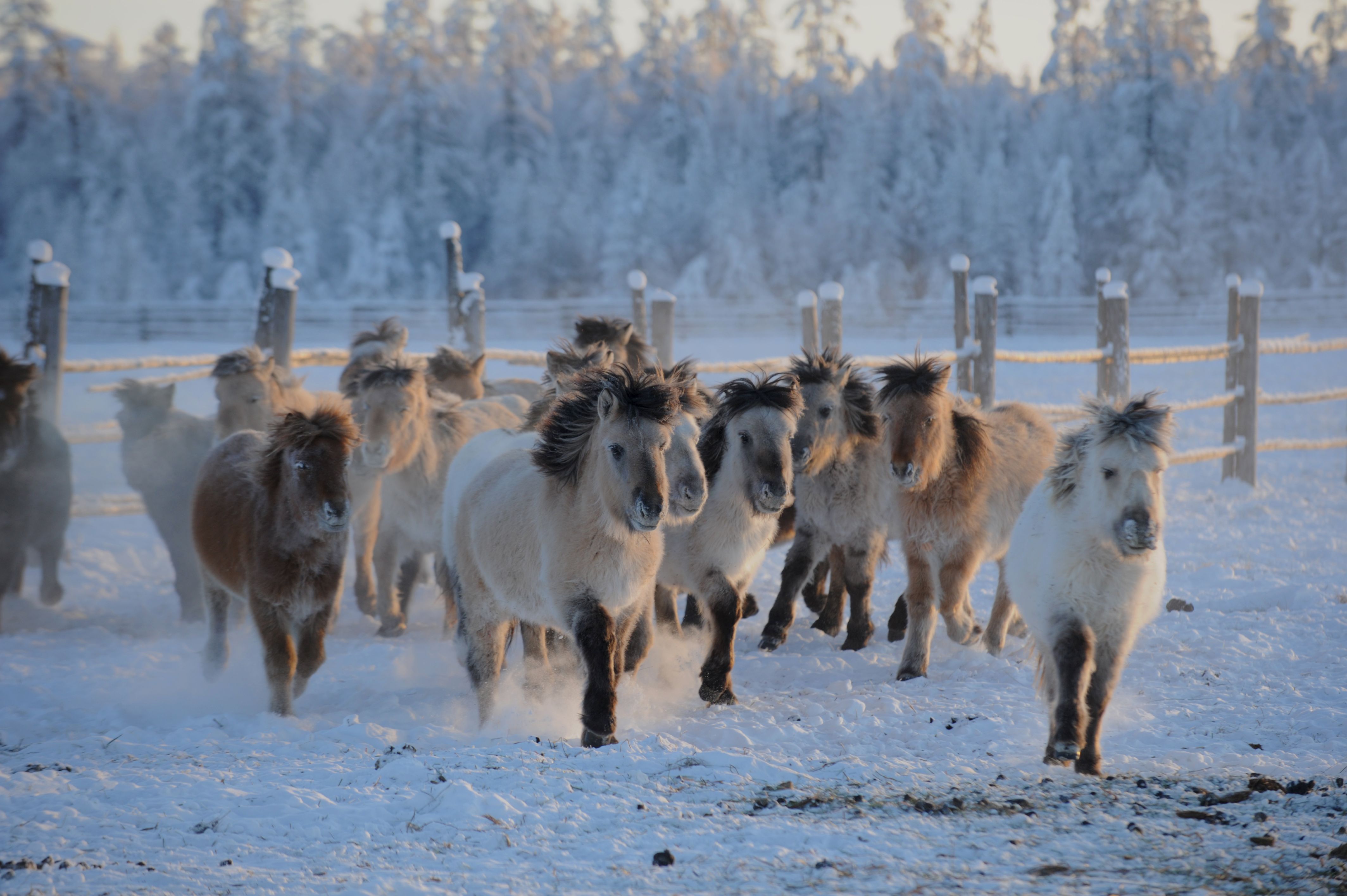 Running White Horse Photos, Download The BEST Free Running White Horse ...