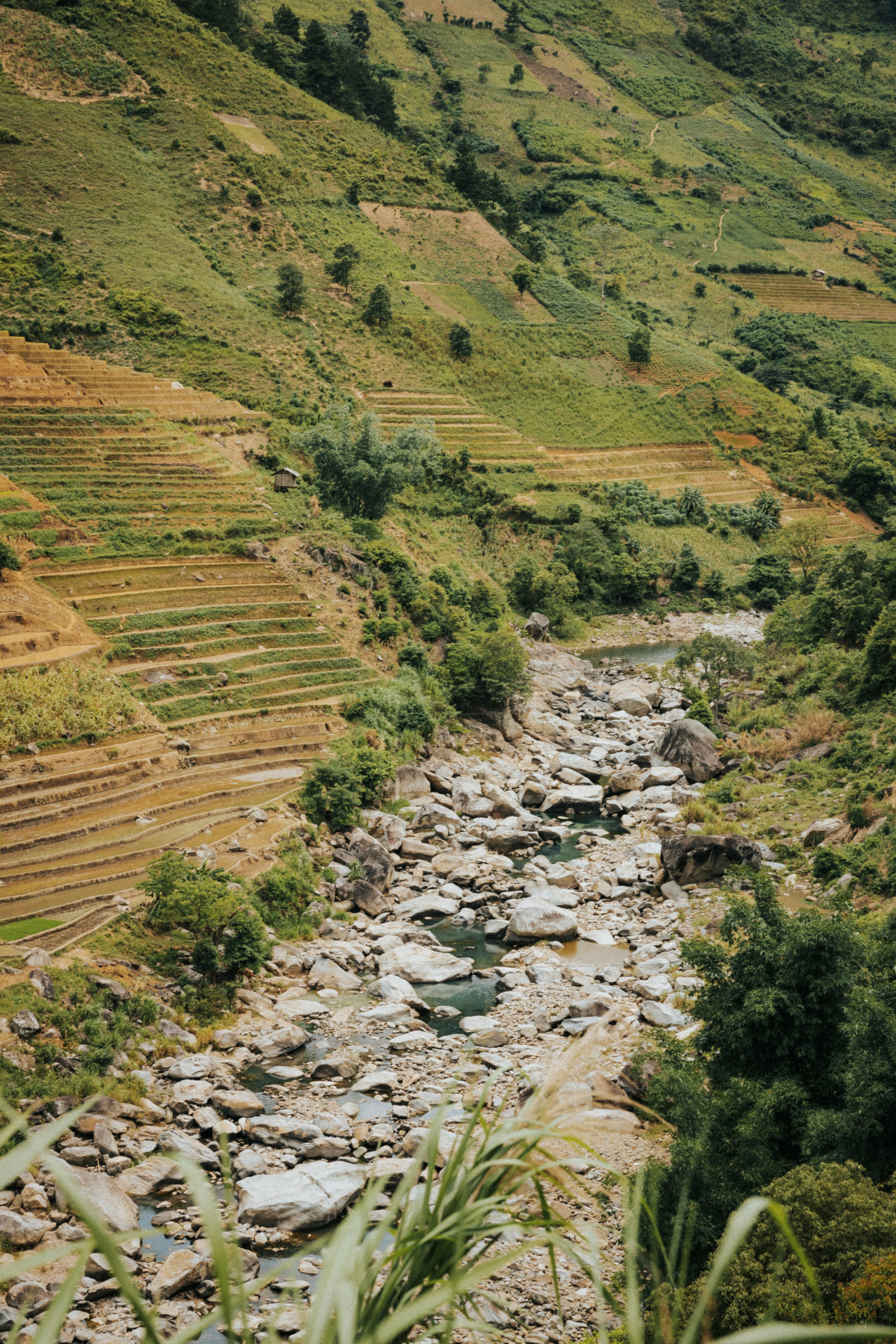 Rice Paddy Field at Dawn · Free Stock Photo