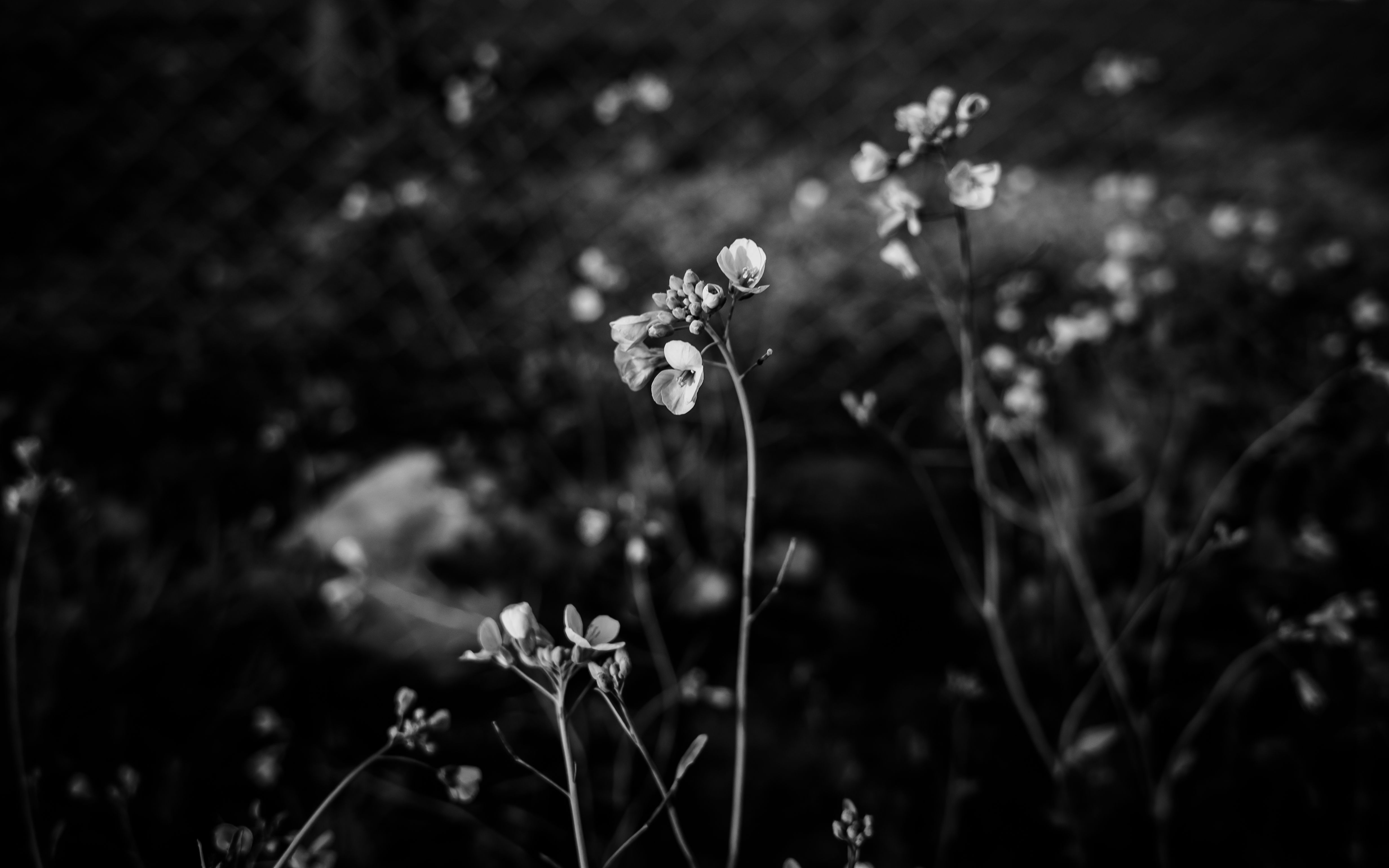 Grayscale Photo of Shrubs · Free Stock Photo