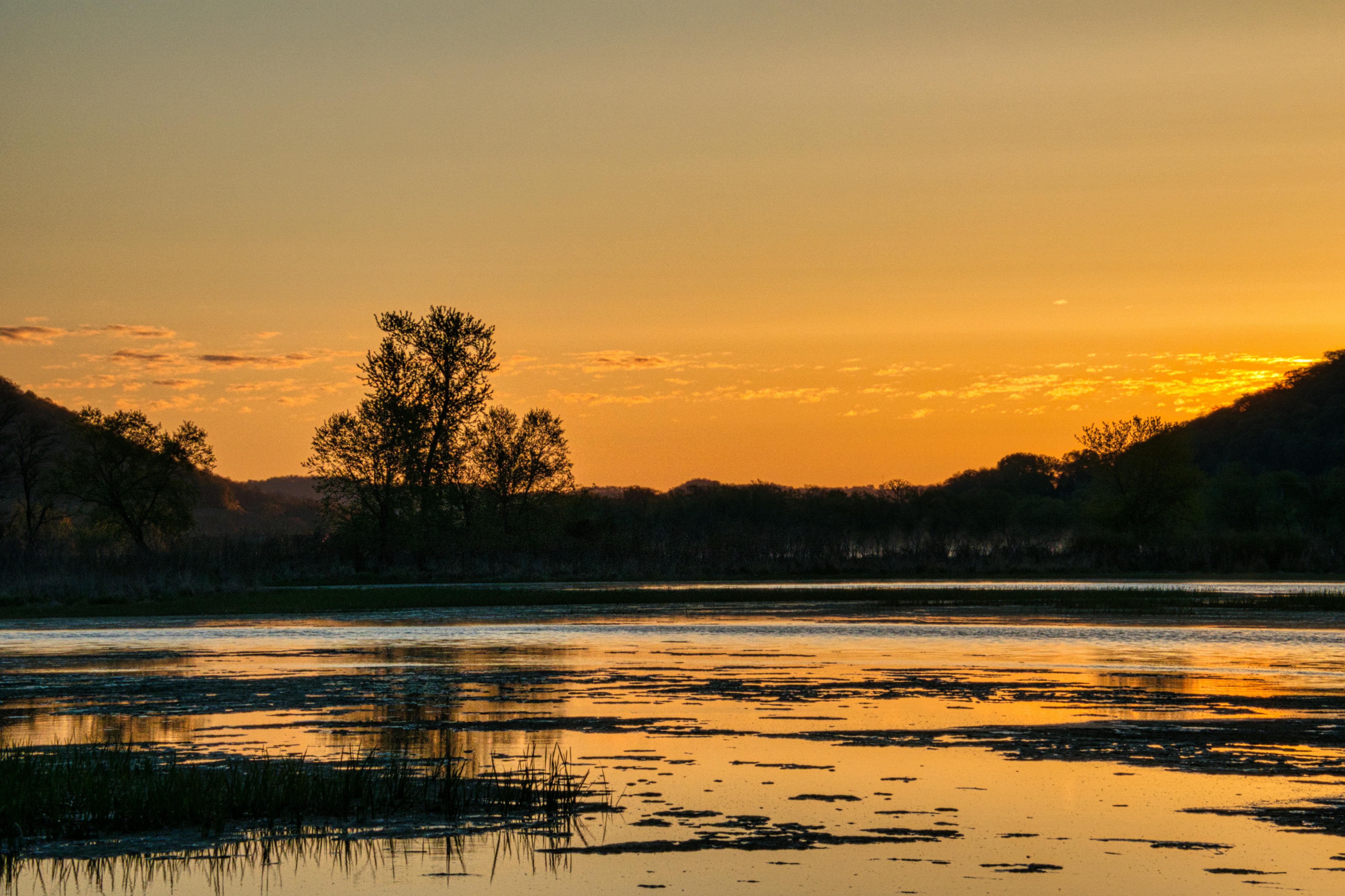 Forest Near Water · Free Stock Photo