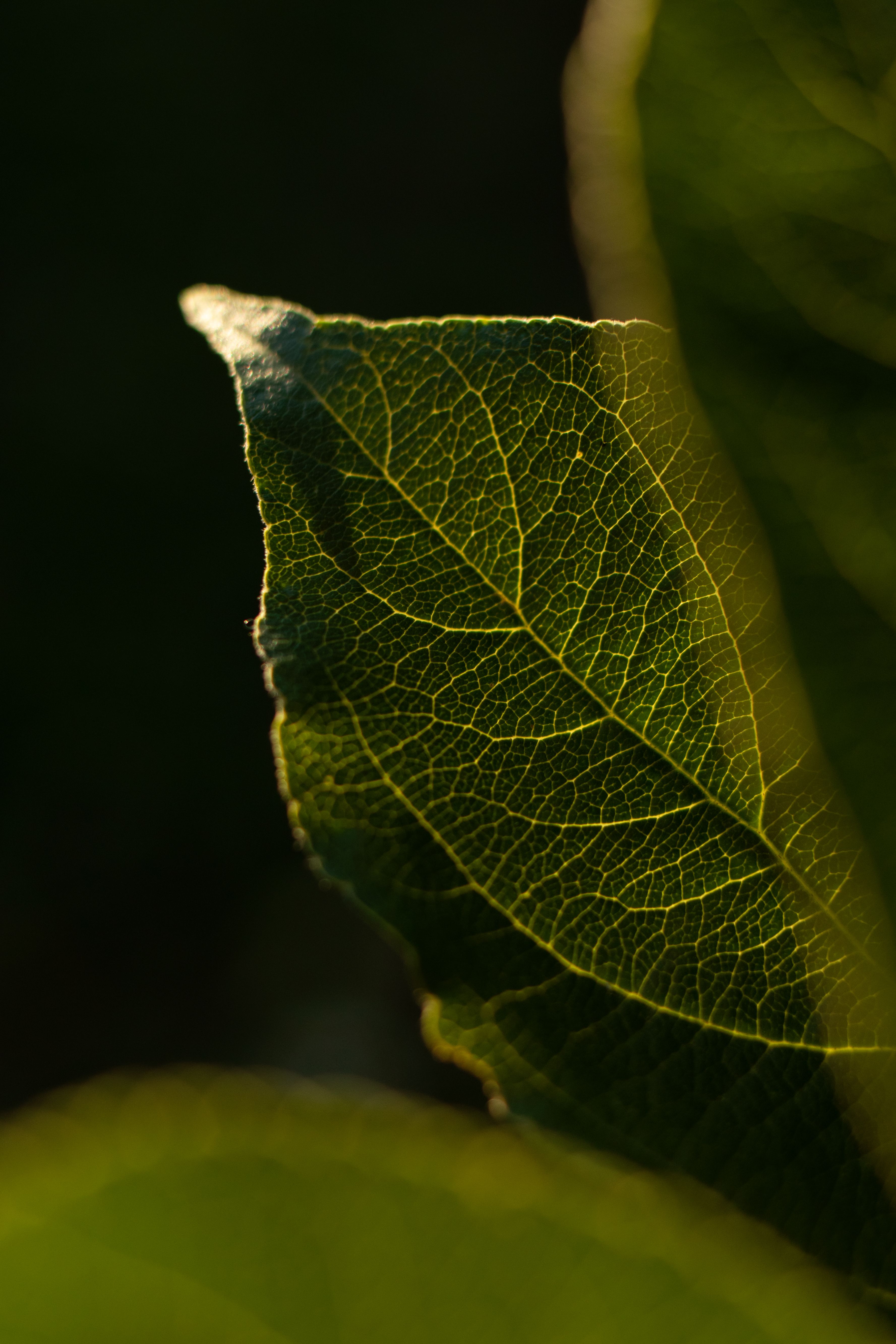 Green Leaf · Free Stock Photo