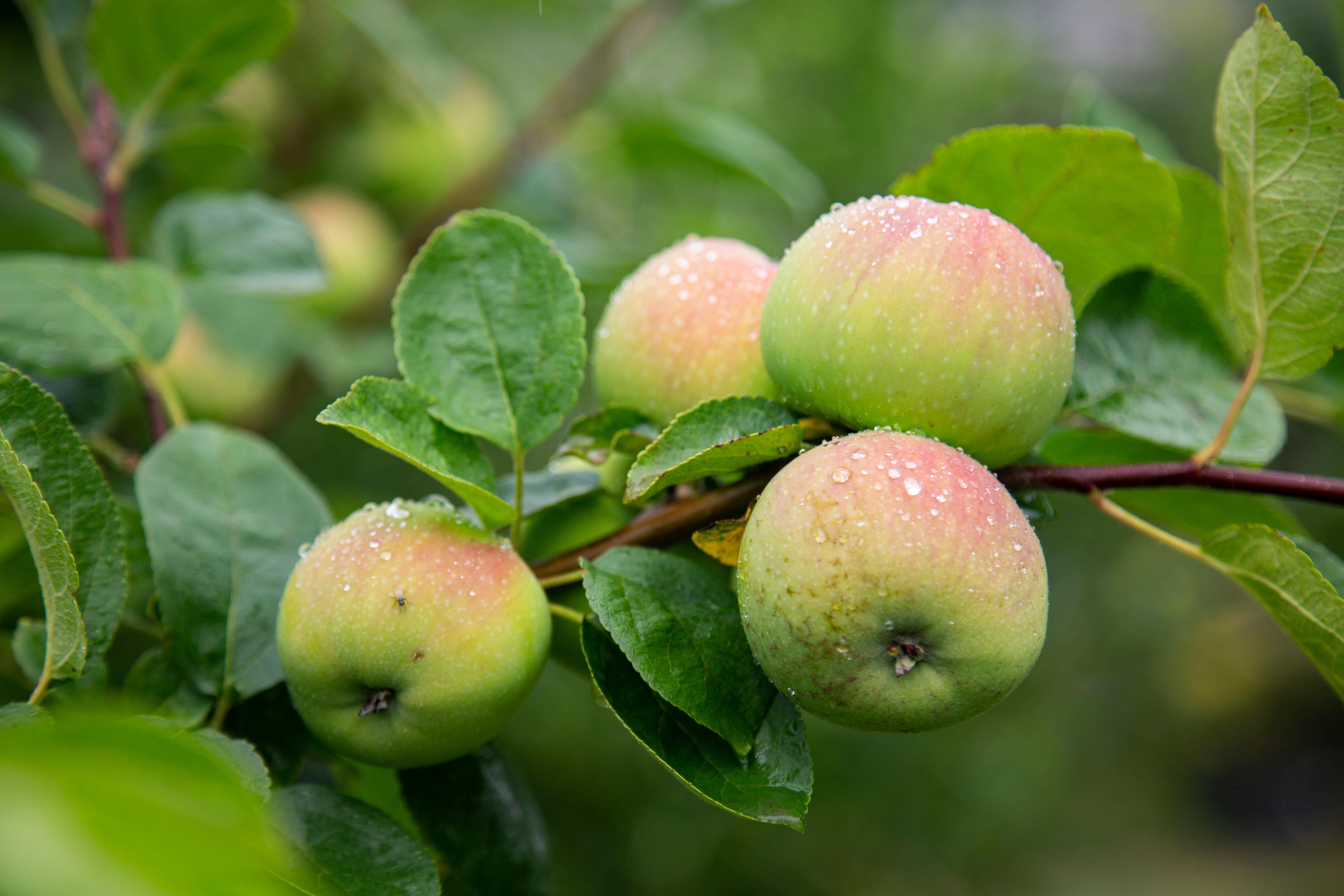 Unripe Apple Photos, Download The BEST Free Unripe Apple Stock Photos ...