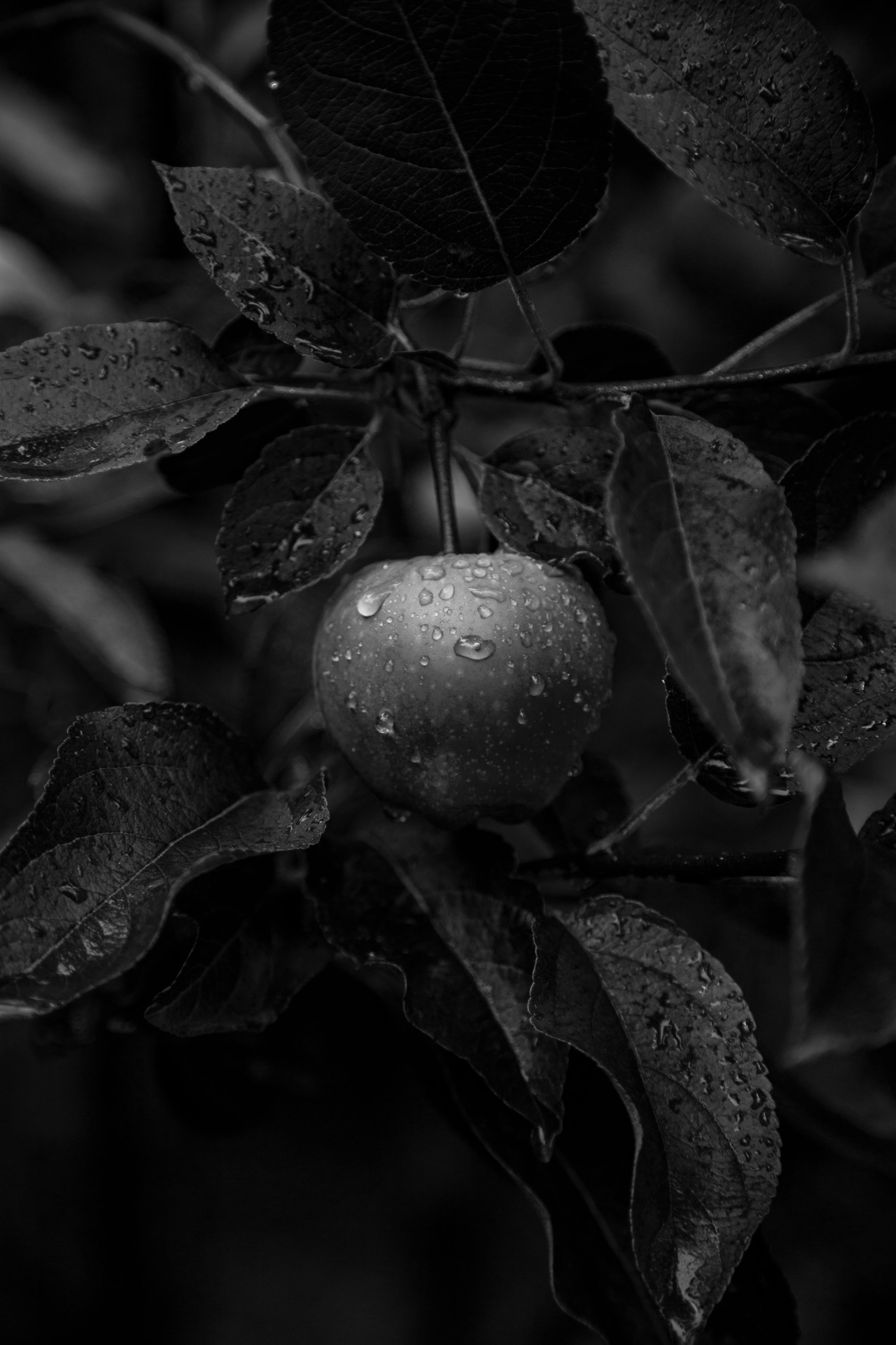 Grayscale Photo of an Apple Fruit · Free Stock Photo