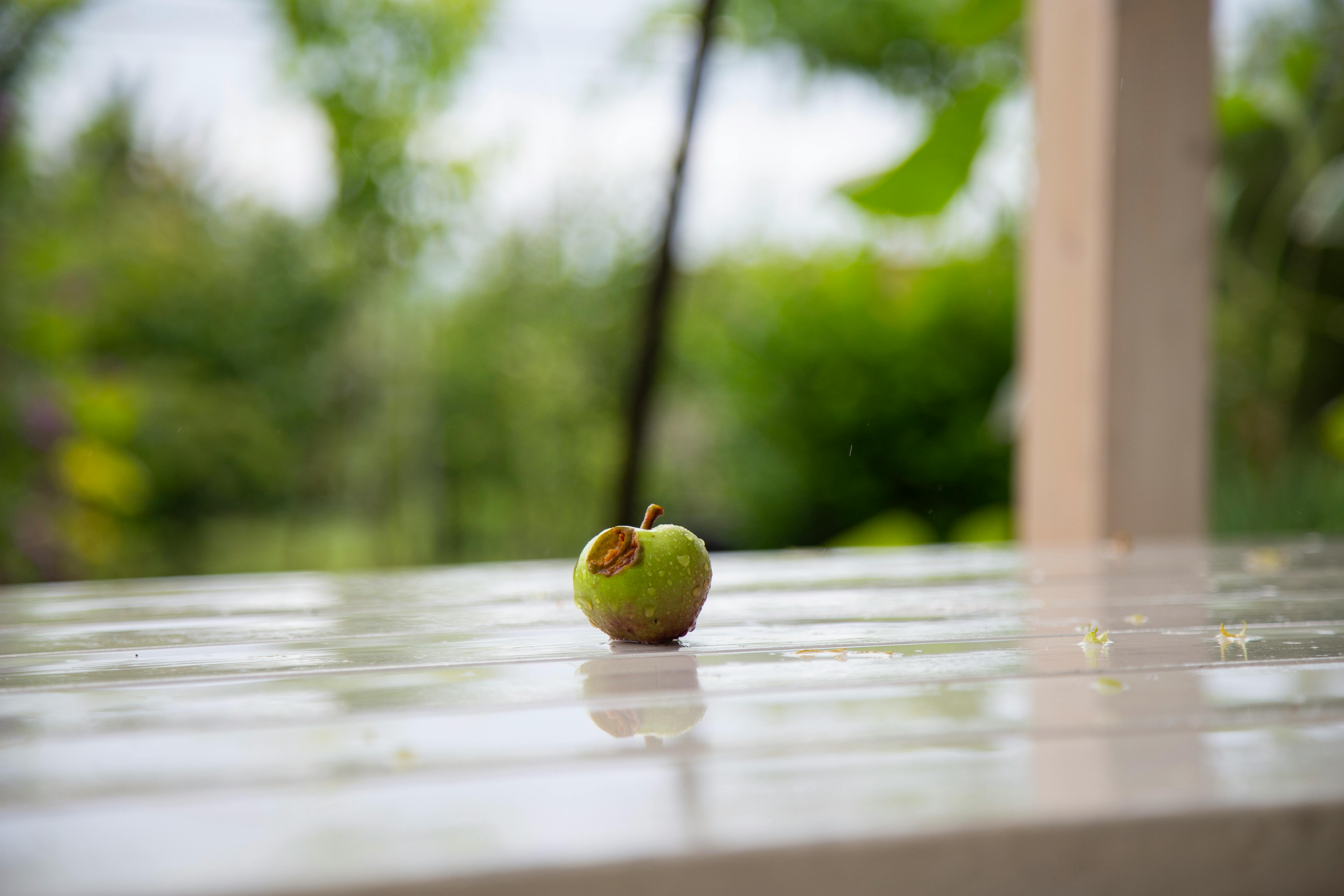 Close-up of a Small Green Fruit · Free Stock Photo