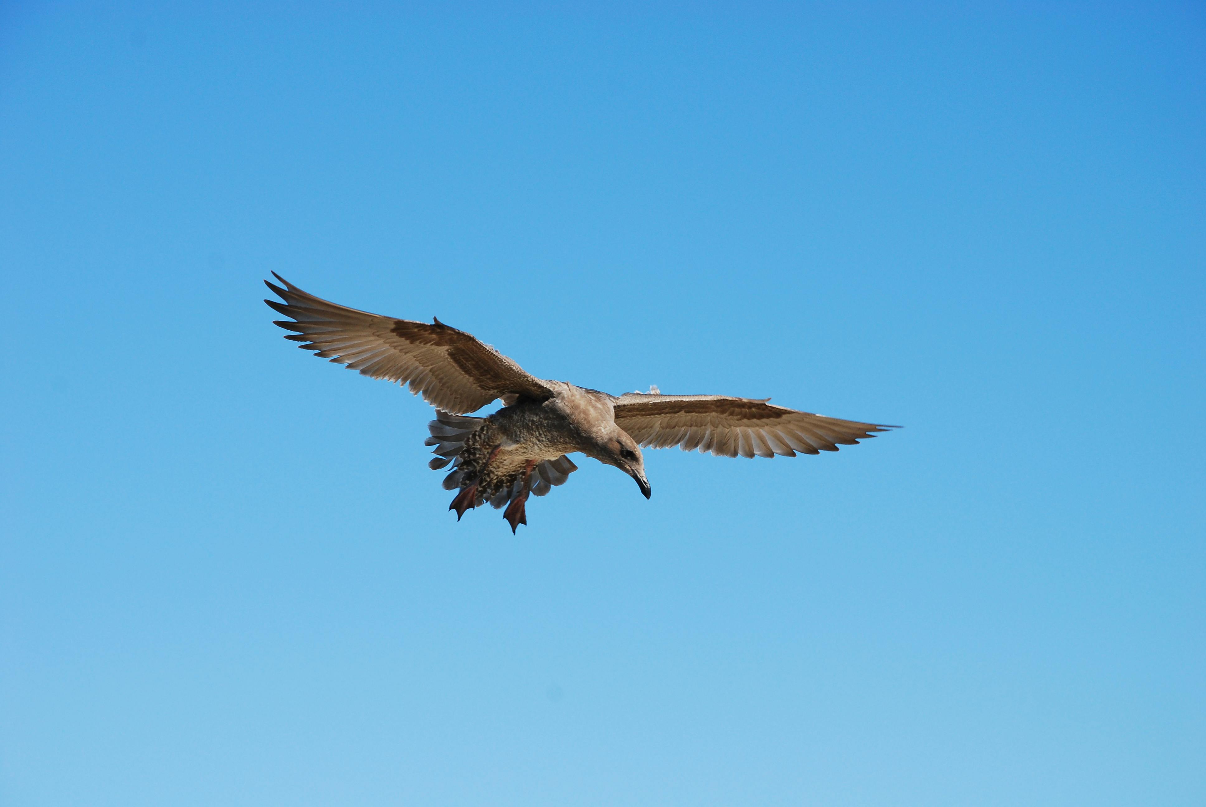Birds Flying on the Sky · Free Stock Photo