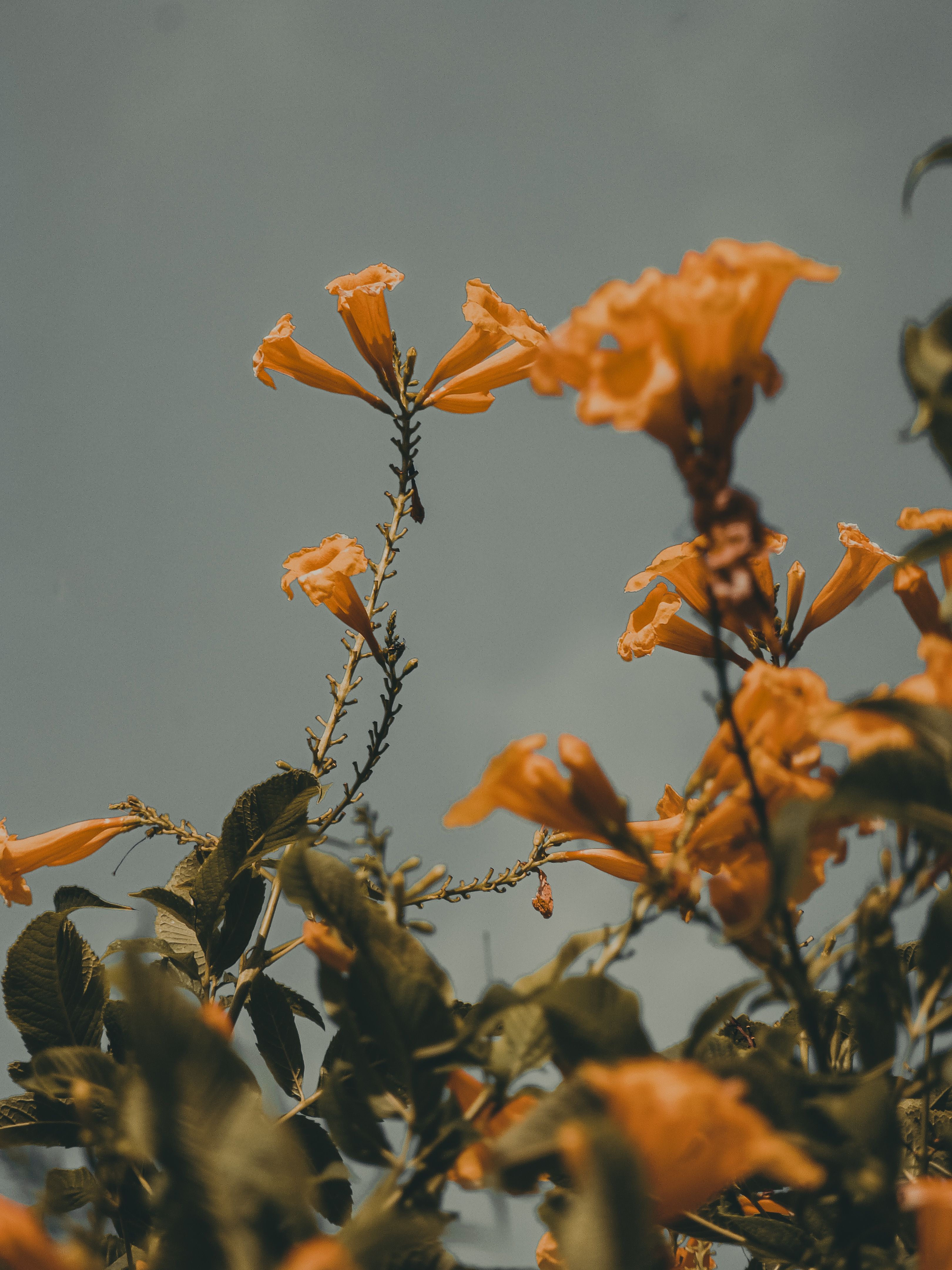 Yellow Trumpet Creeper Flowers With Green Leaves · Free Stock Photo