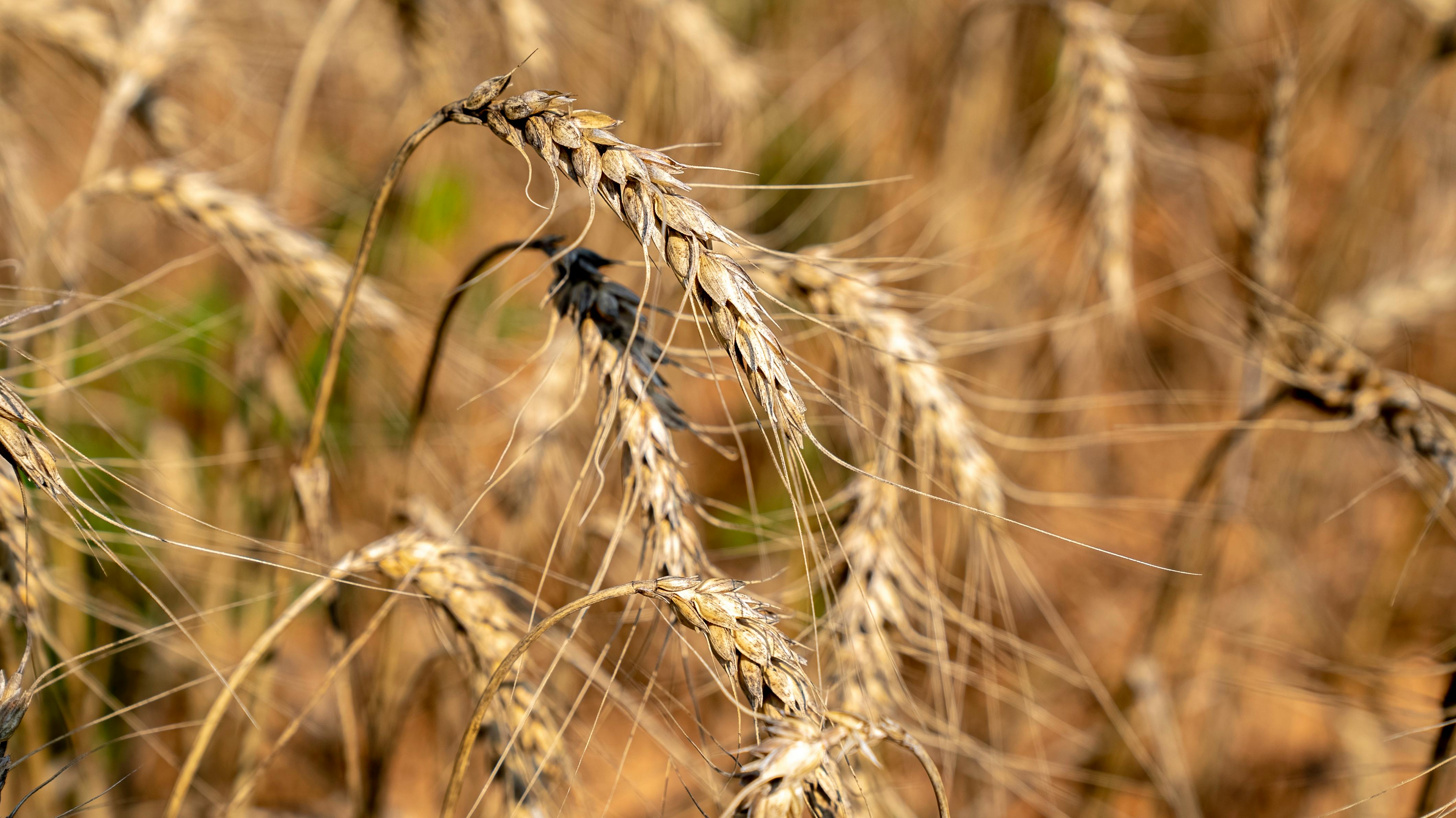 Poaceae Photos, Download The BEST Free Poaceae Stock Photos & HD Images