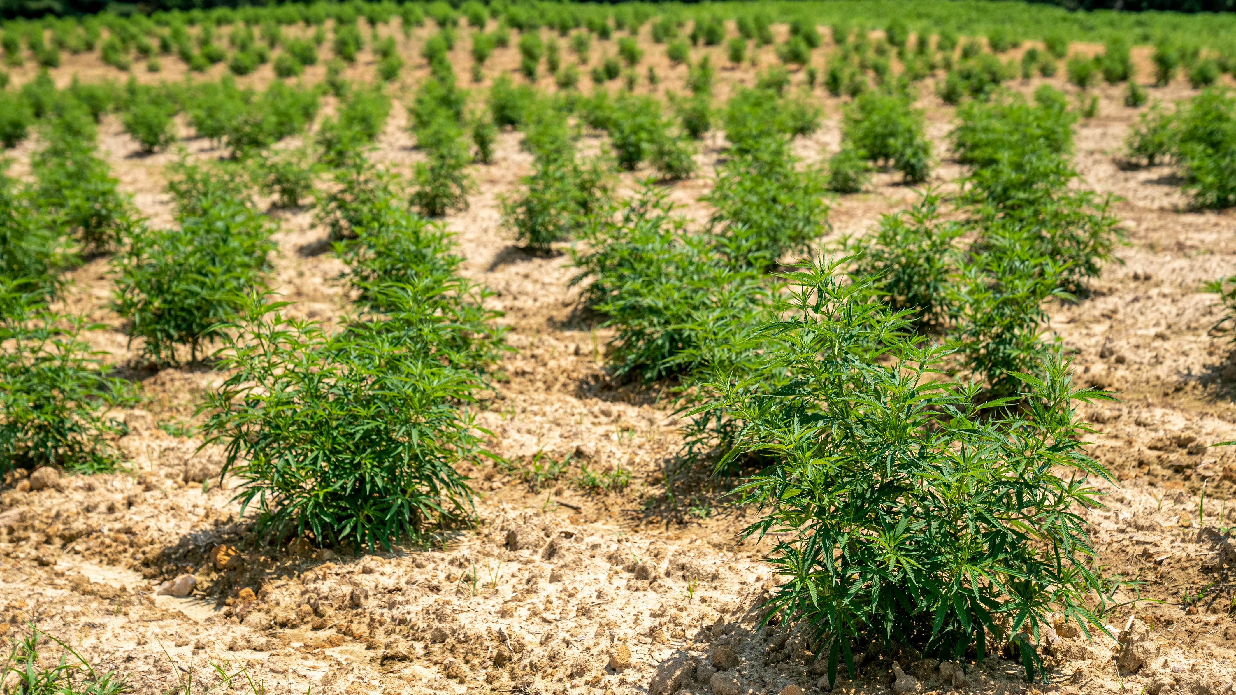 Marijuana Plantation in Tilt Shift Lens · Free Stock Photo