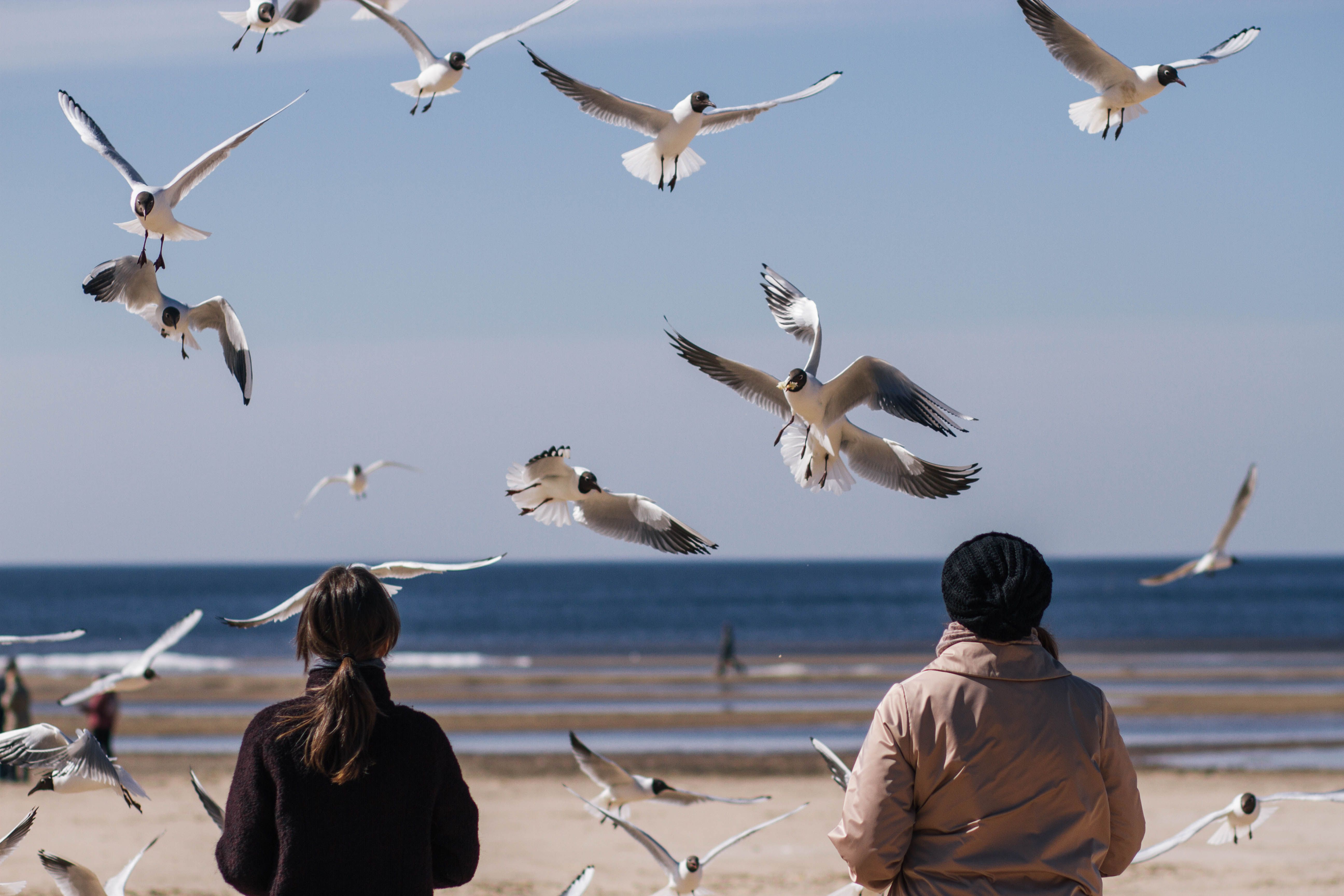 Back View of a Woman Standing at the Beach while Looking at the Birds ...