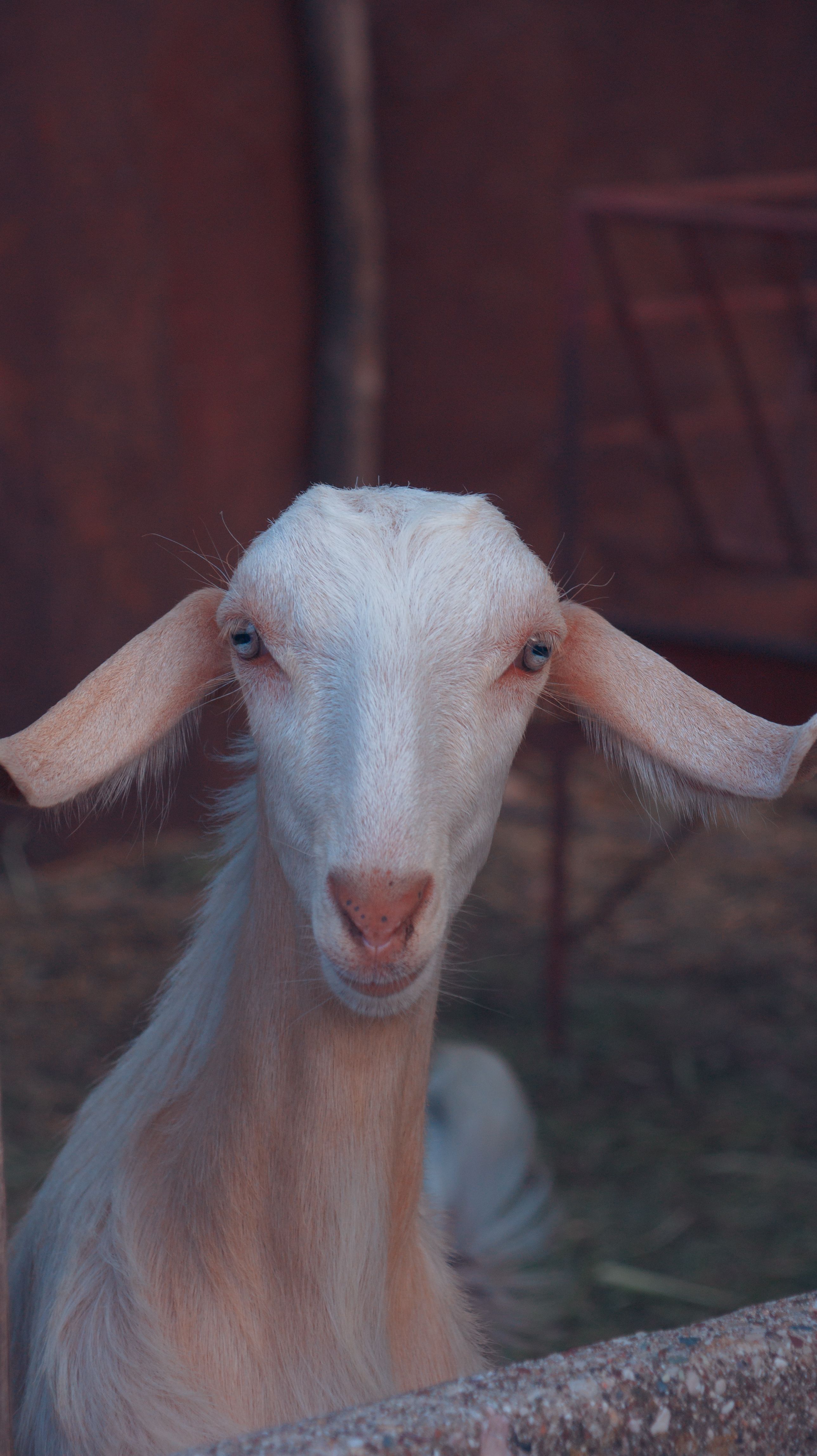 White Skinny Goat on Mountain Path · Free Stock Photo