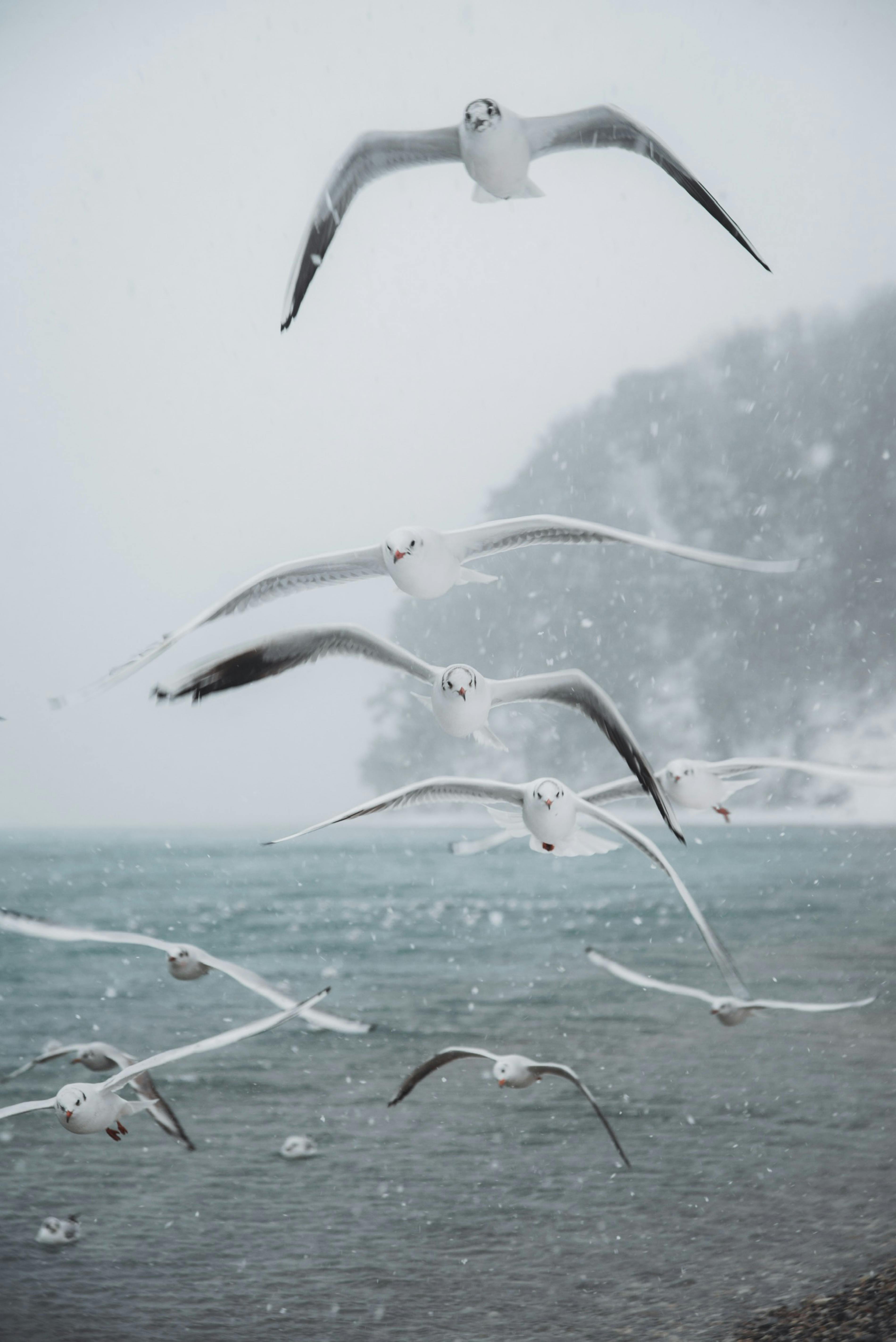 White and Black Birds Flying over the Sea · Free Stock Photo