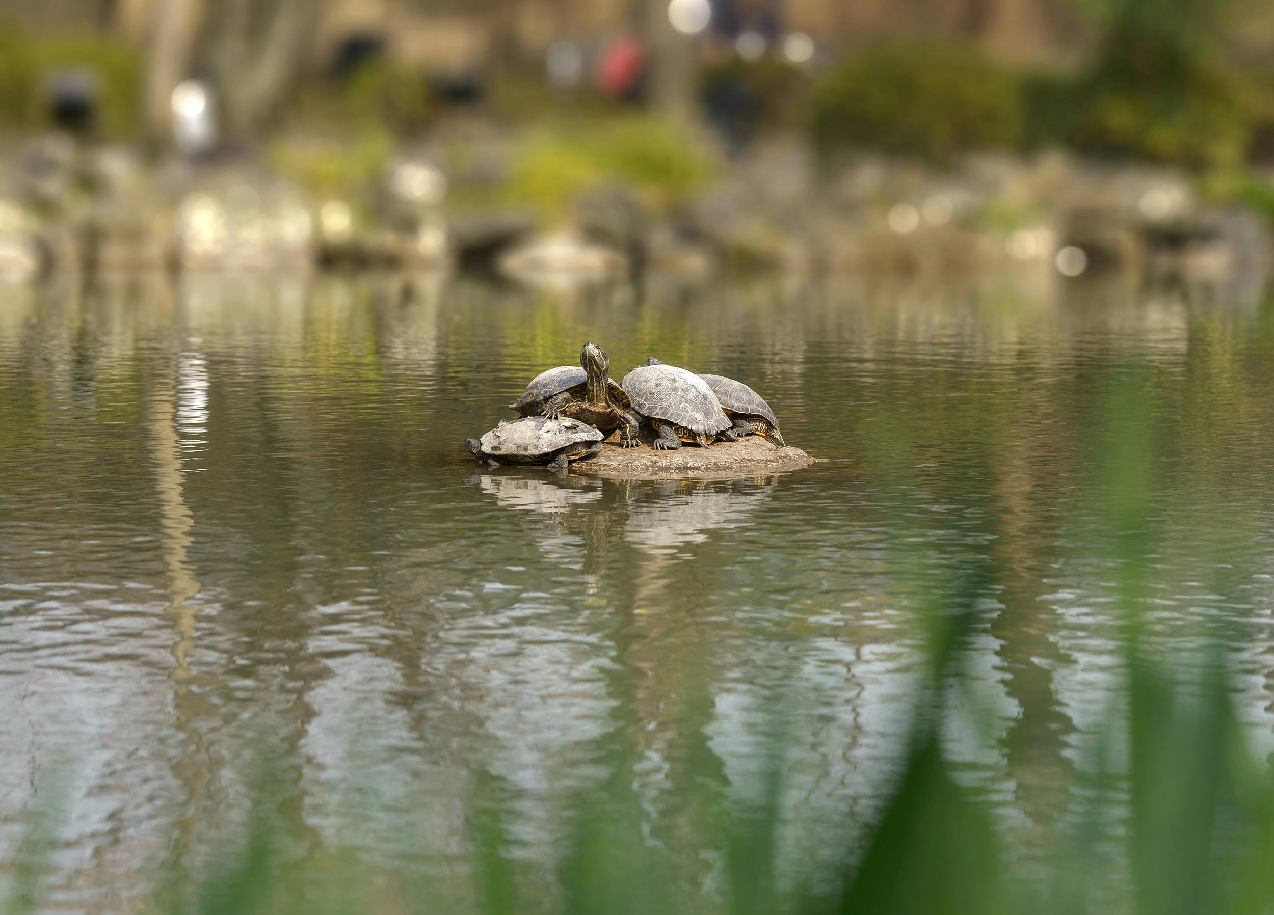 Turtles on the Rock · Free Stock Photo