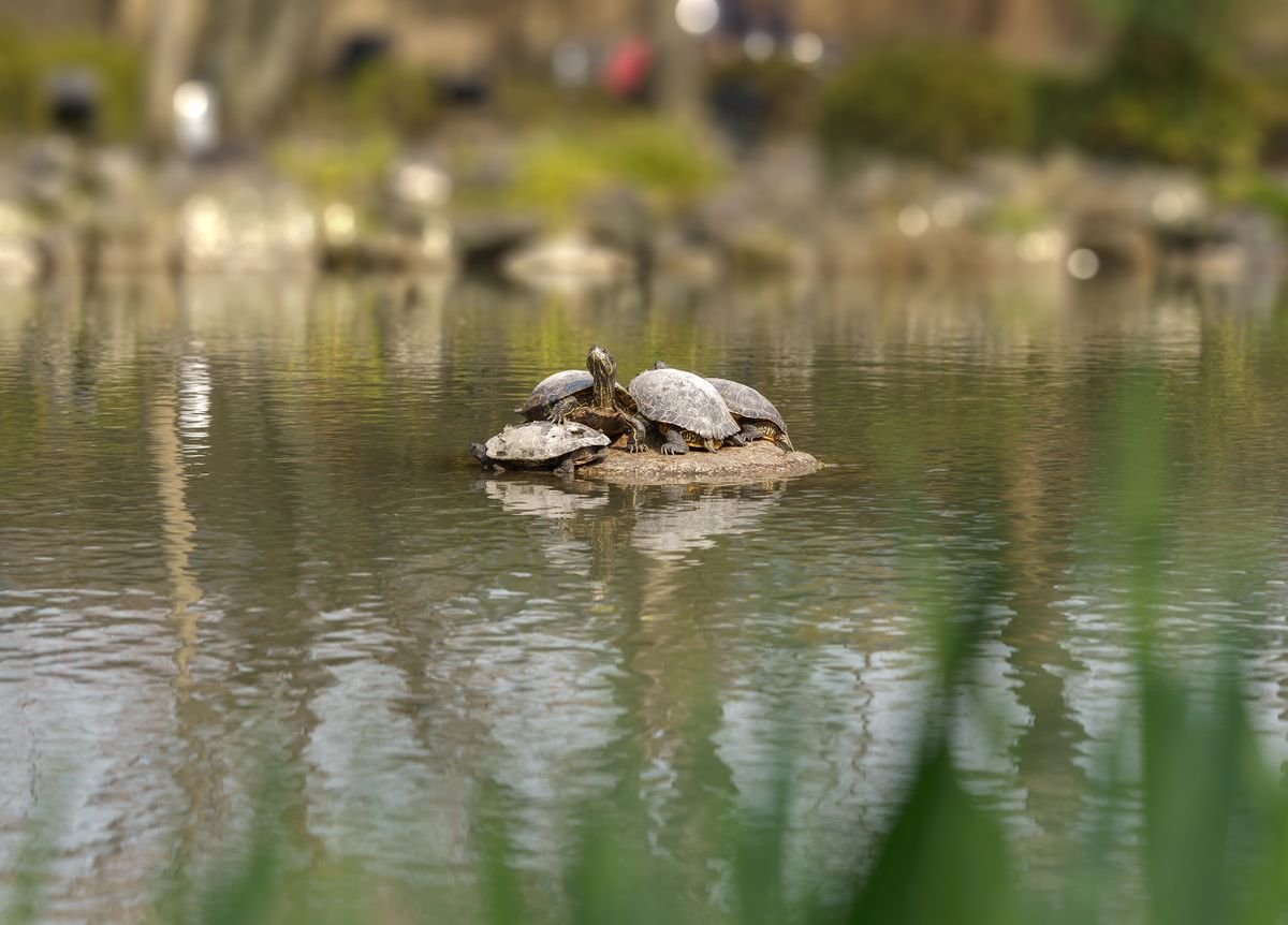 Japanese Pond Turtle: Learn About This Unique Species