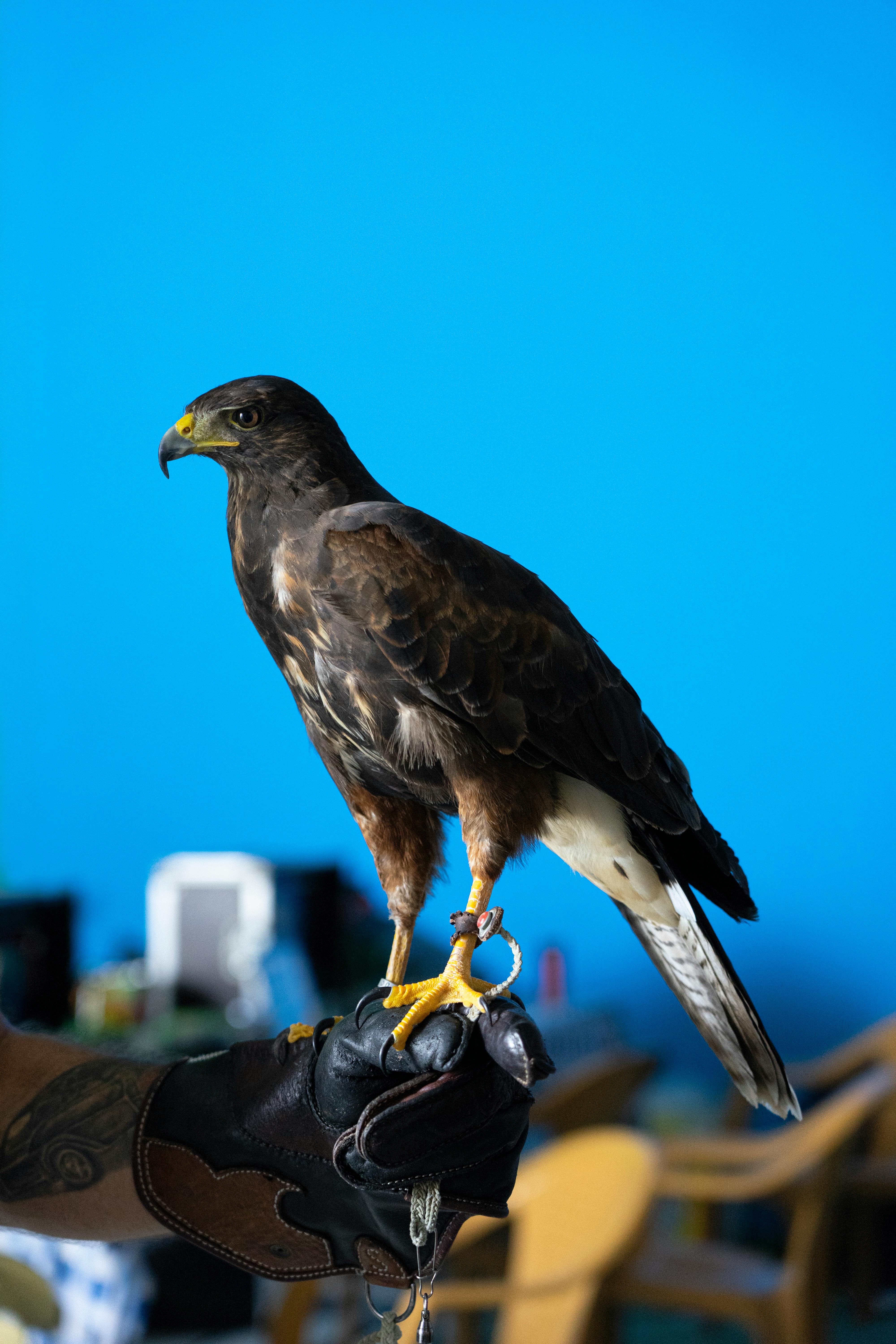 Close Up Shot of a Hawk · Free Stock Photo