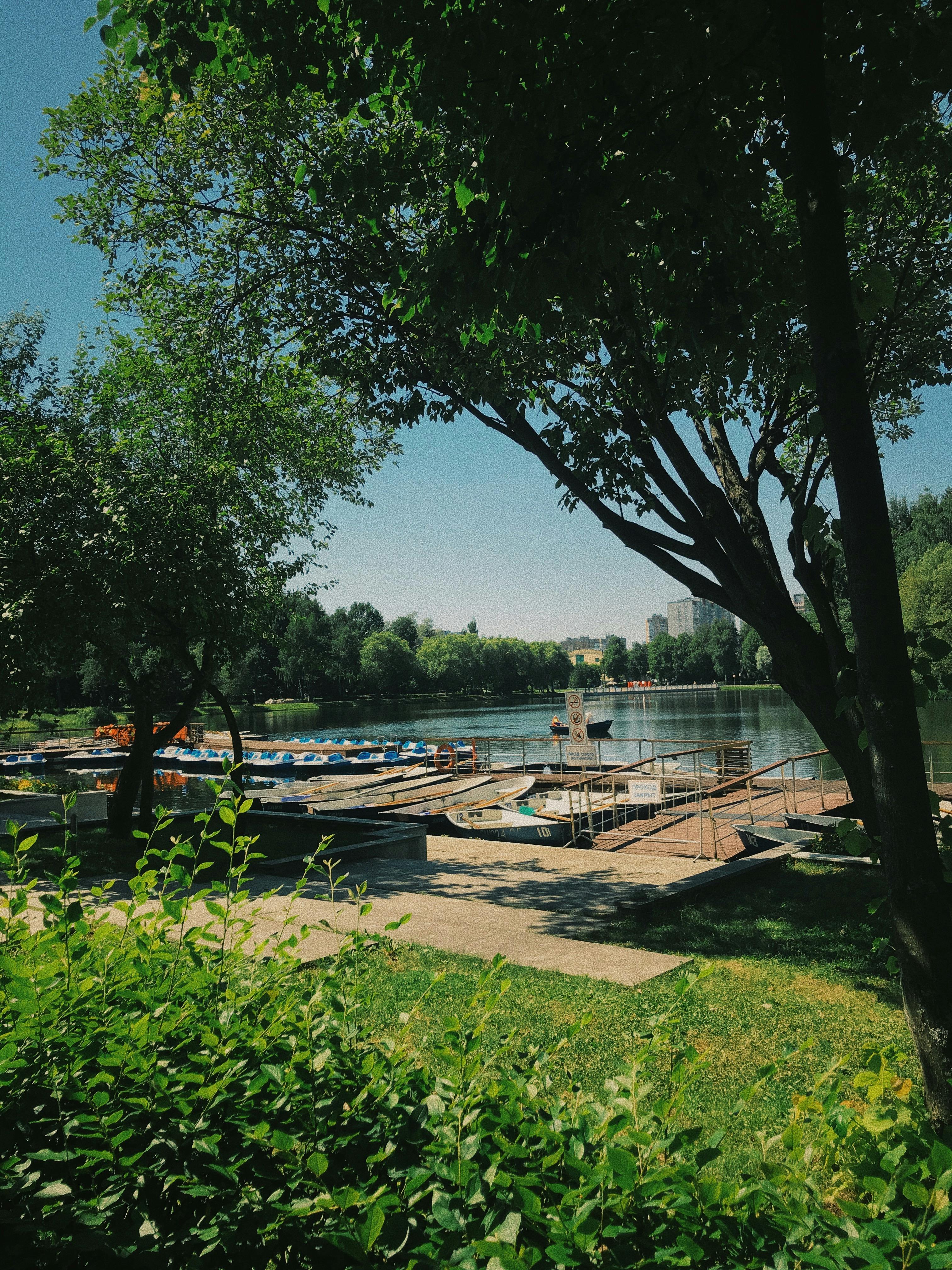 Dock with Rowboats on Lake Shore in Park · Free Stock Photo