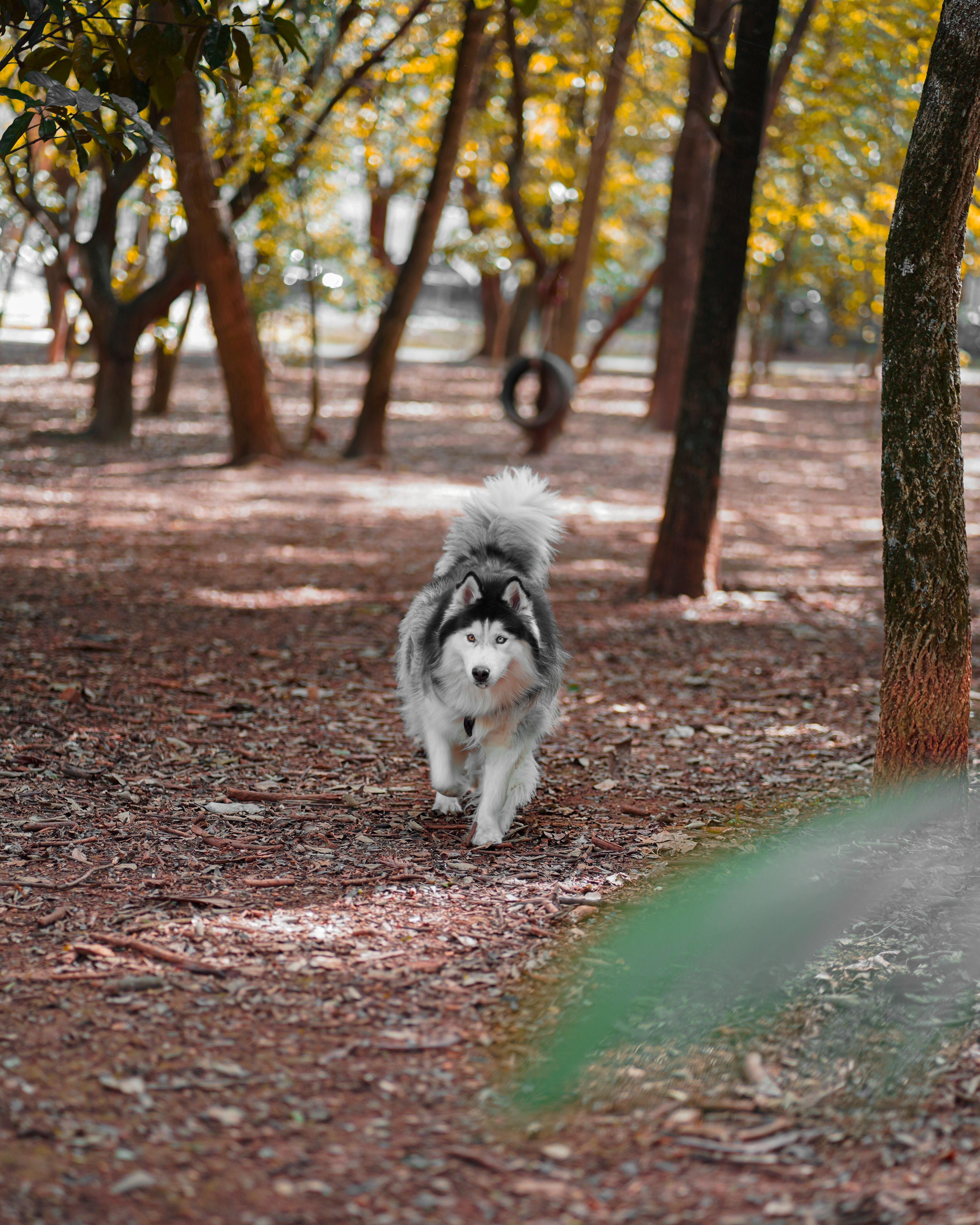 Two Cute, Furry Dogs Outdoors · Free Stock Photo