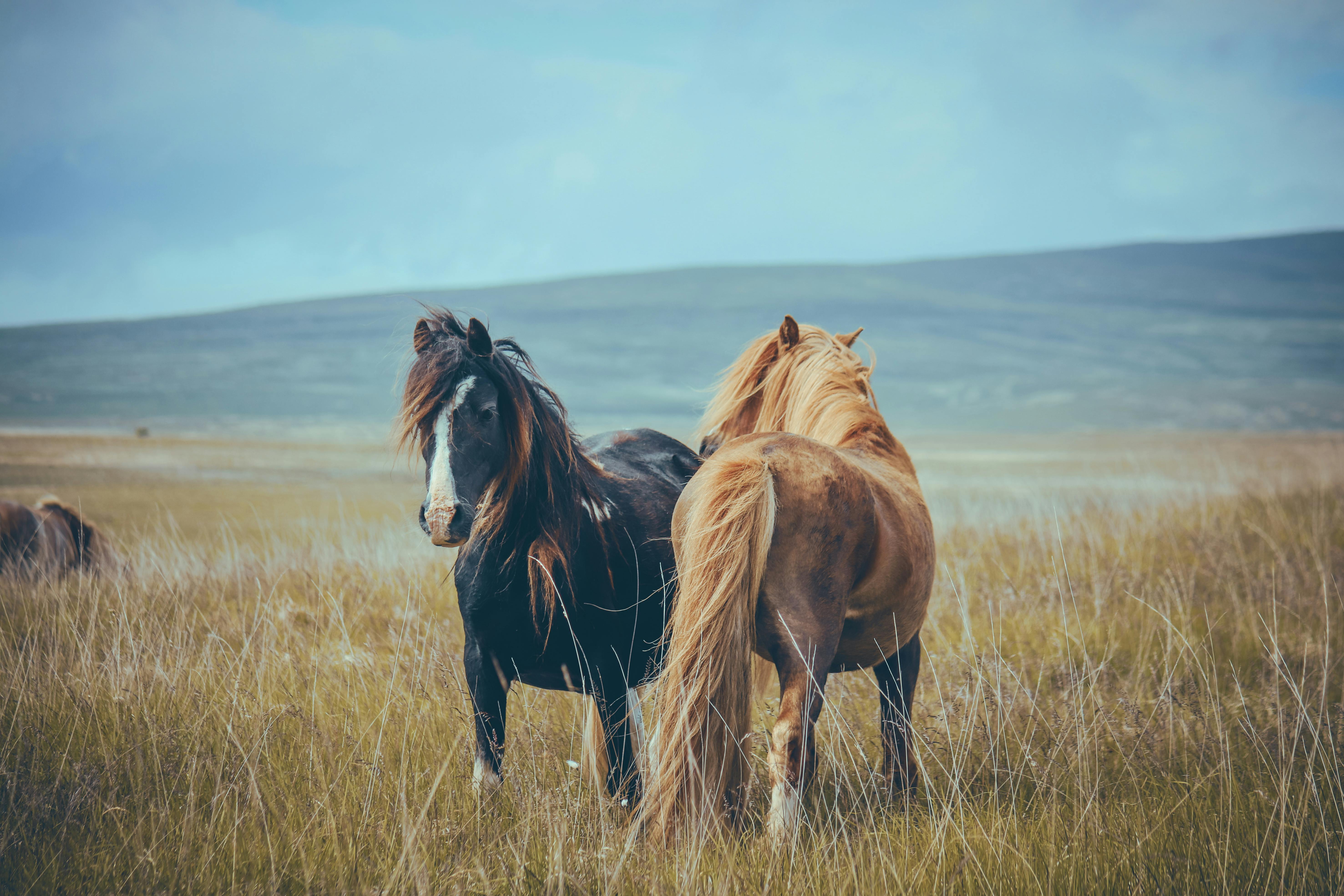 Ponies Photos, Download The BEST Free Ponies Stock Photos & HD Images