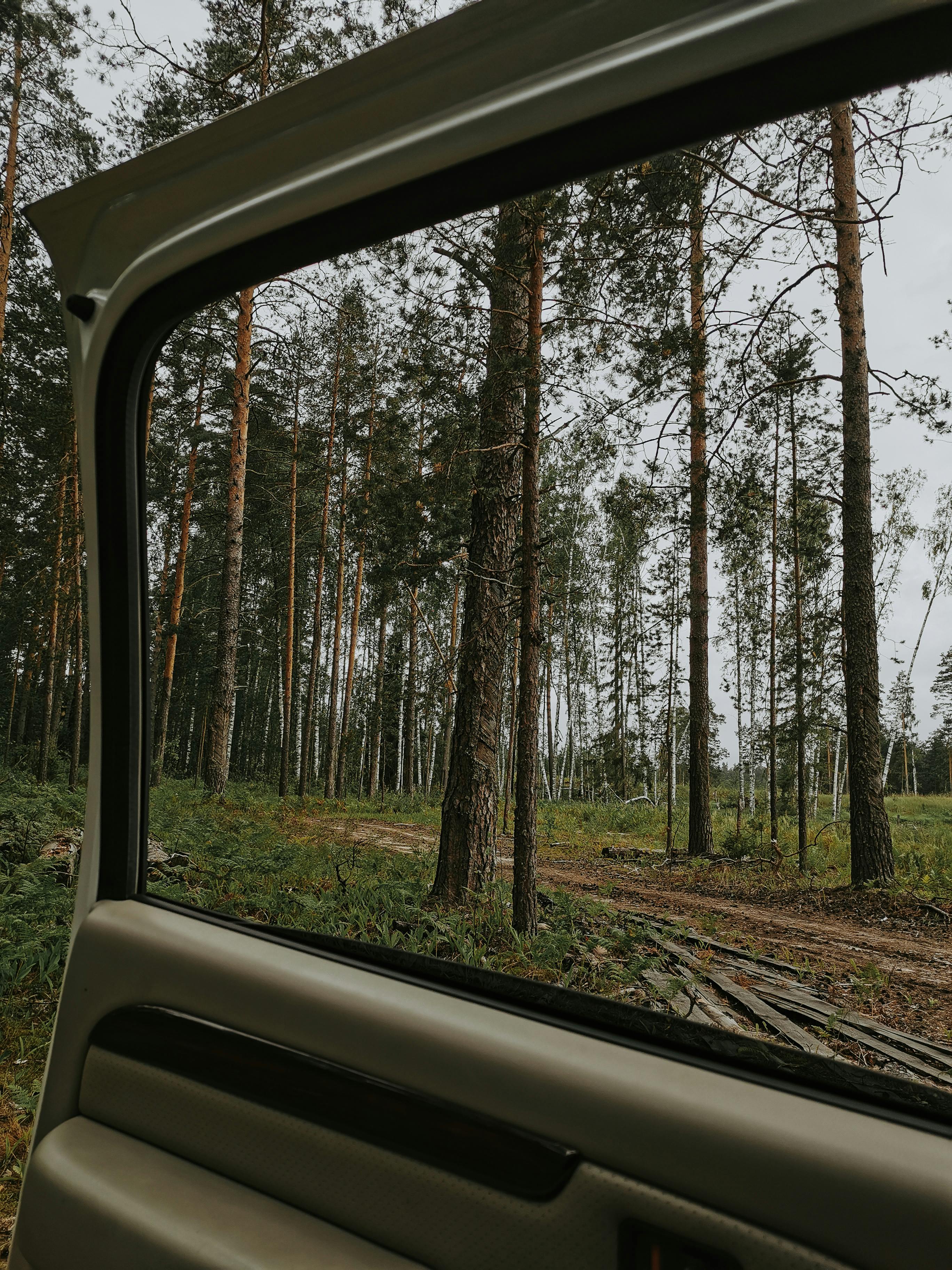 Photograph of Trees Outside a Window · Free Stock Photo