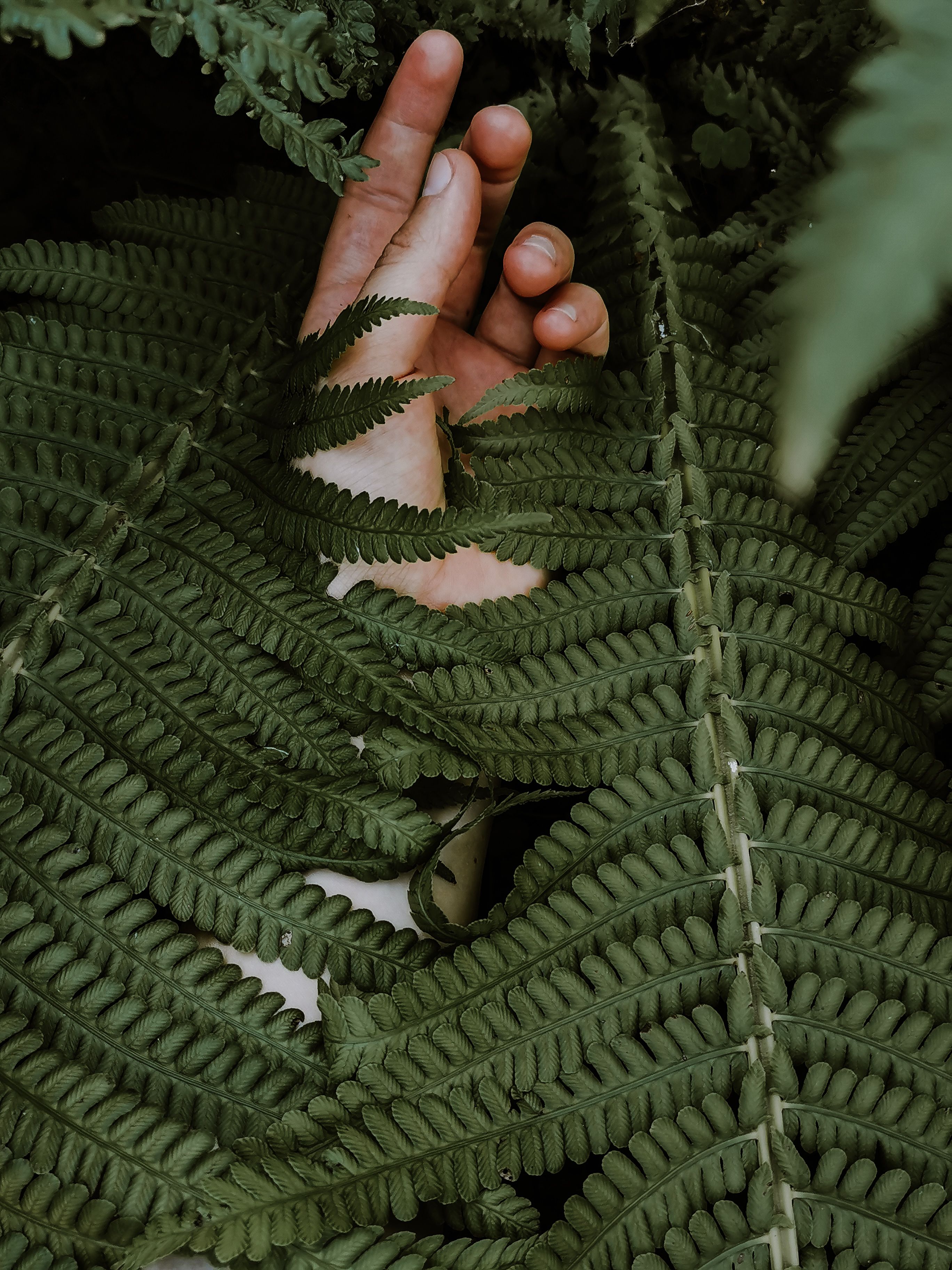 Leaves Under Microscope Photos, Download The BEST Free Leaves Under ...