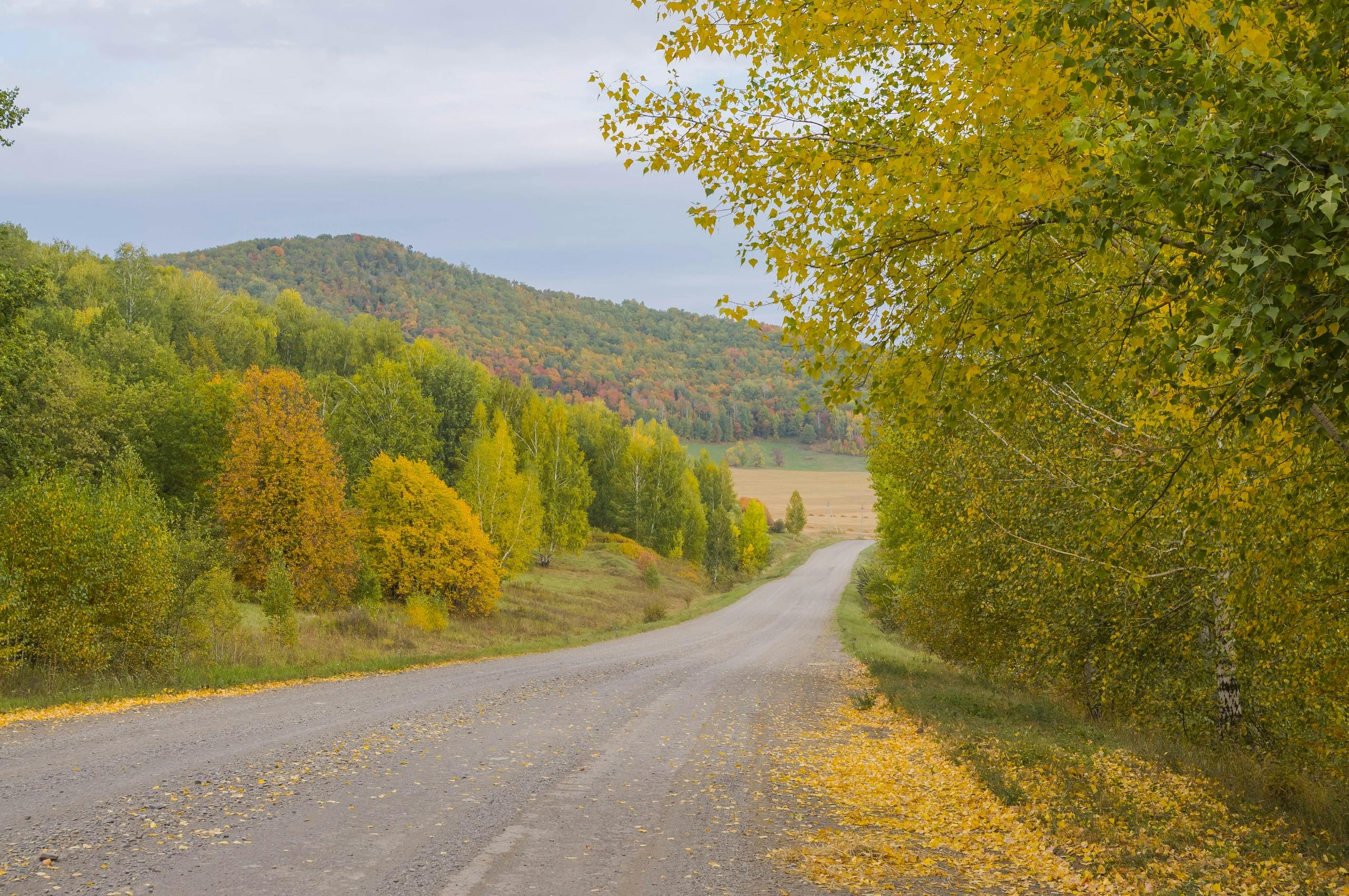 An Empty Road Near Green Trees · Free Stock Photo