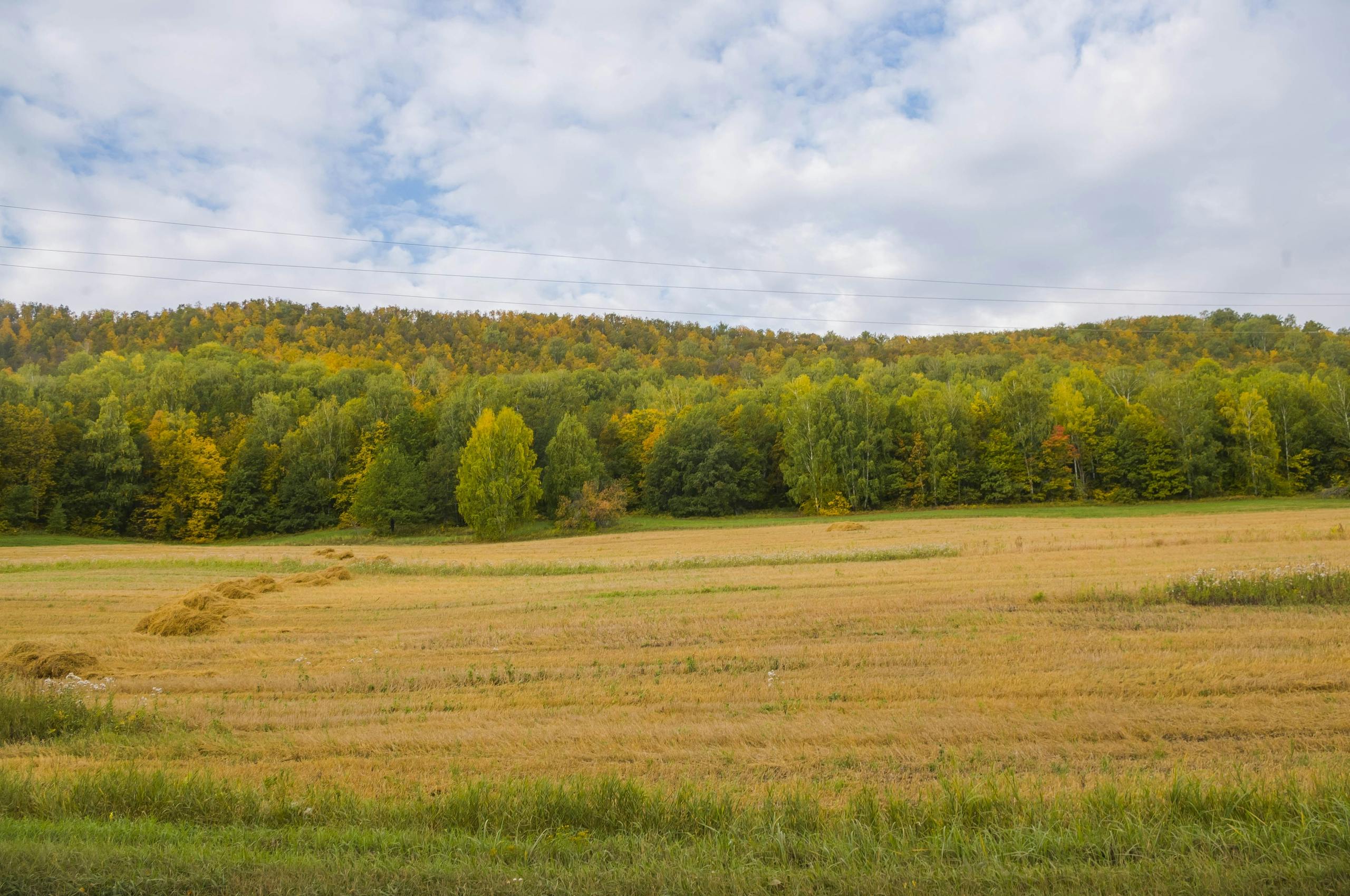Photograph of Trees in a Grass Field · Free Stock Photo