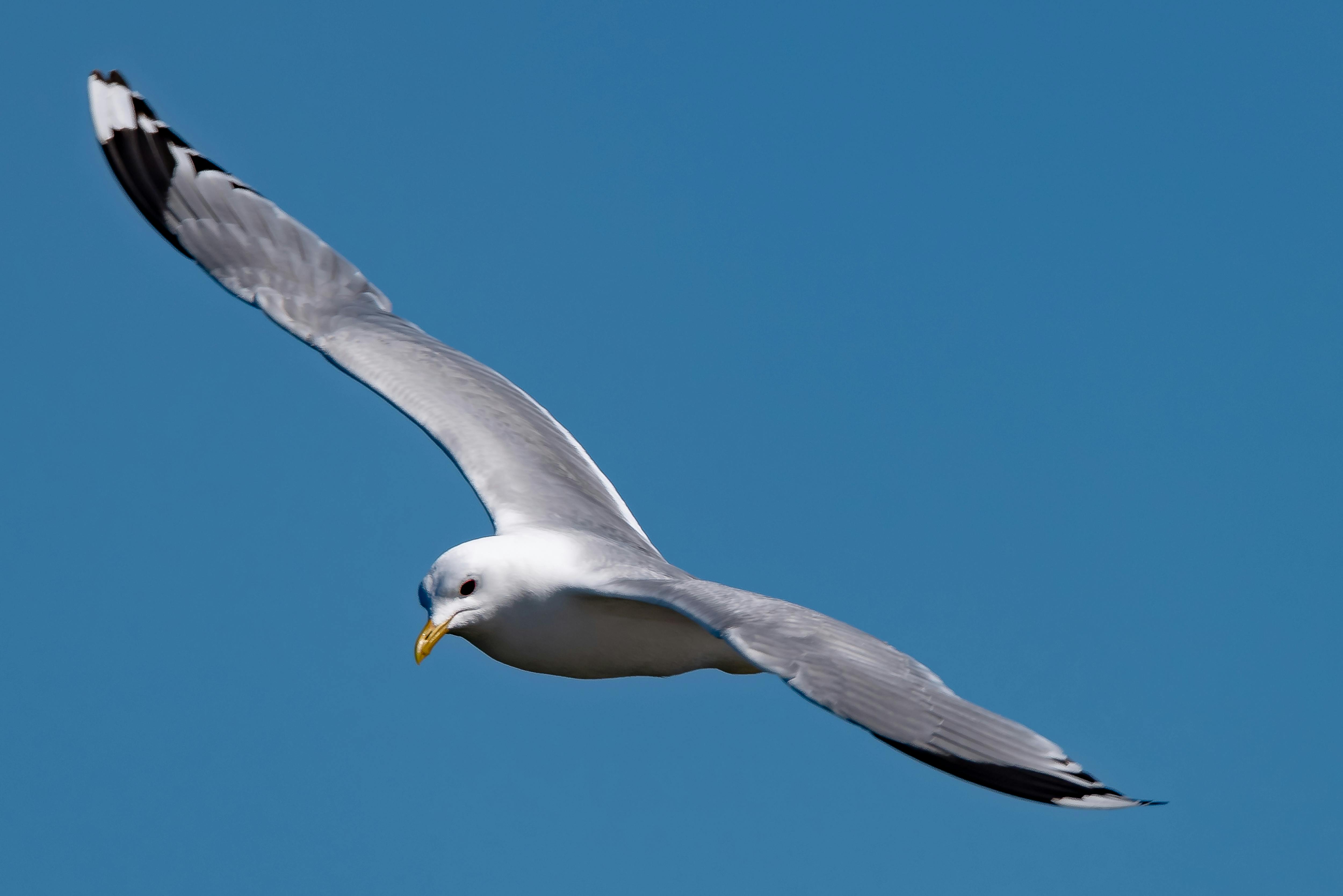 White Bird Flying Under Blue Sky · Free Stock Photo