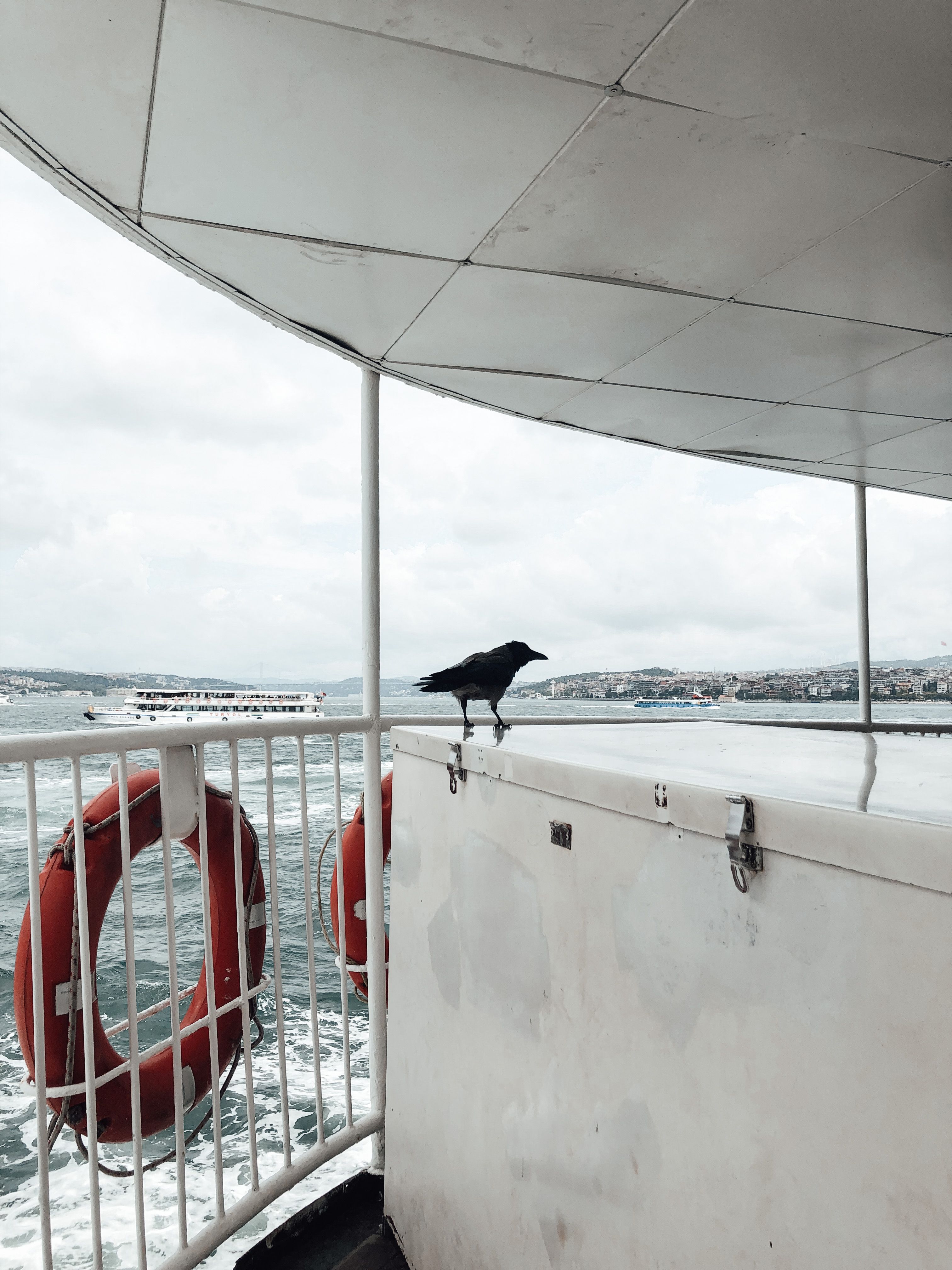 Bird on Ship in Harbor · Free Stock Photo