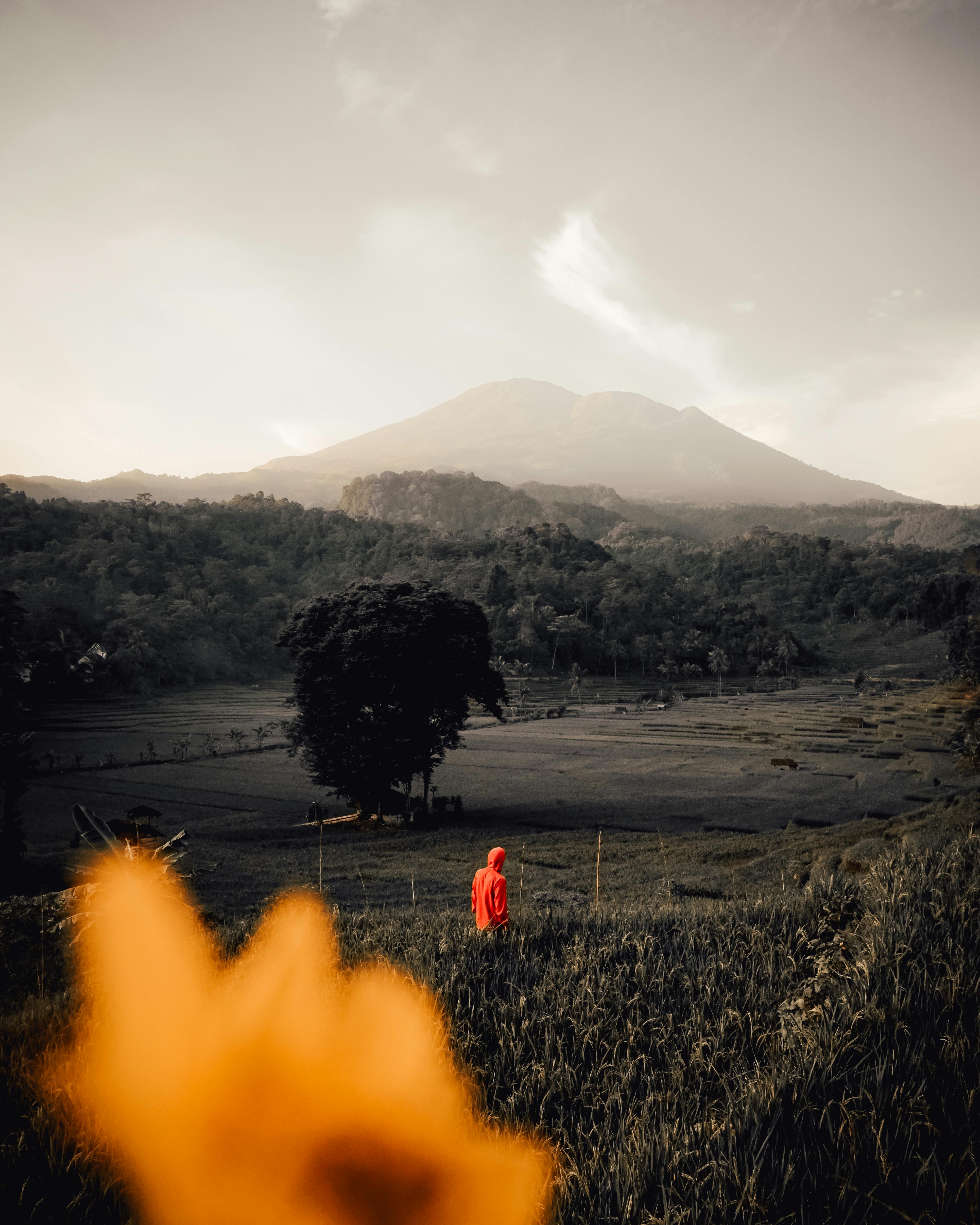A Person Standing in a Field · Free Stock Photo