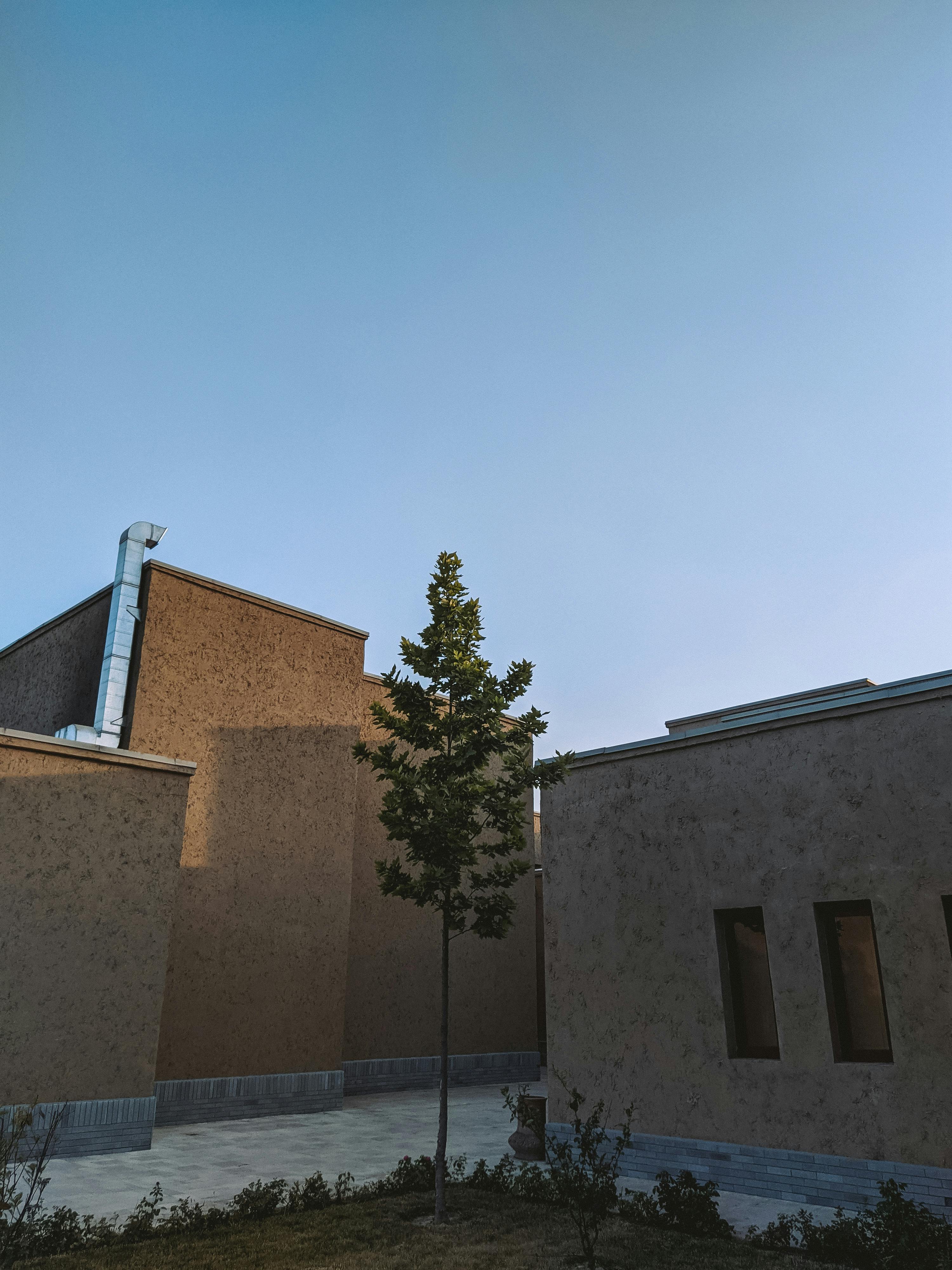 Photo of a Tree Near Buildings · Free Stock Photo