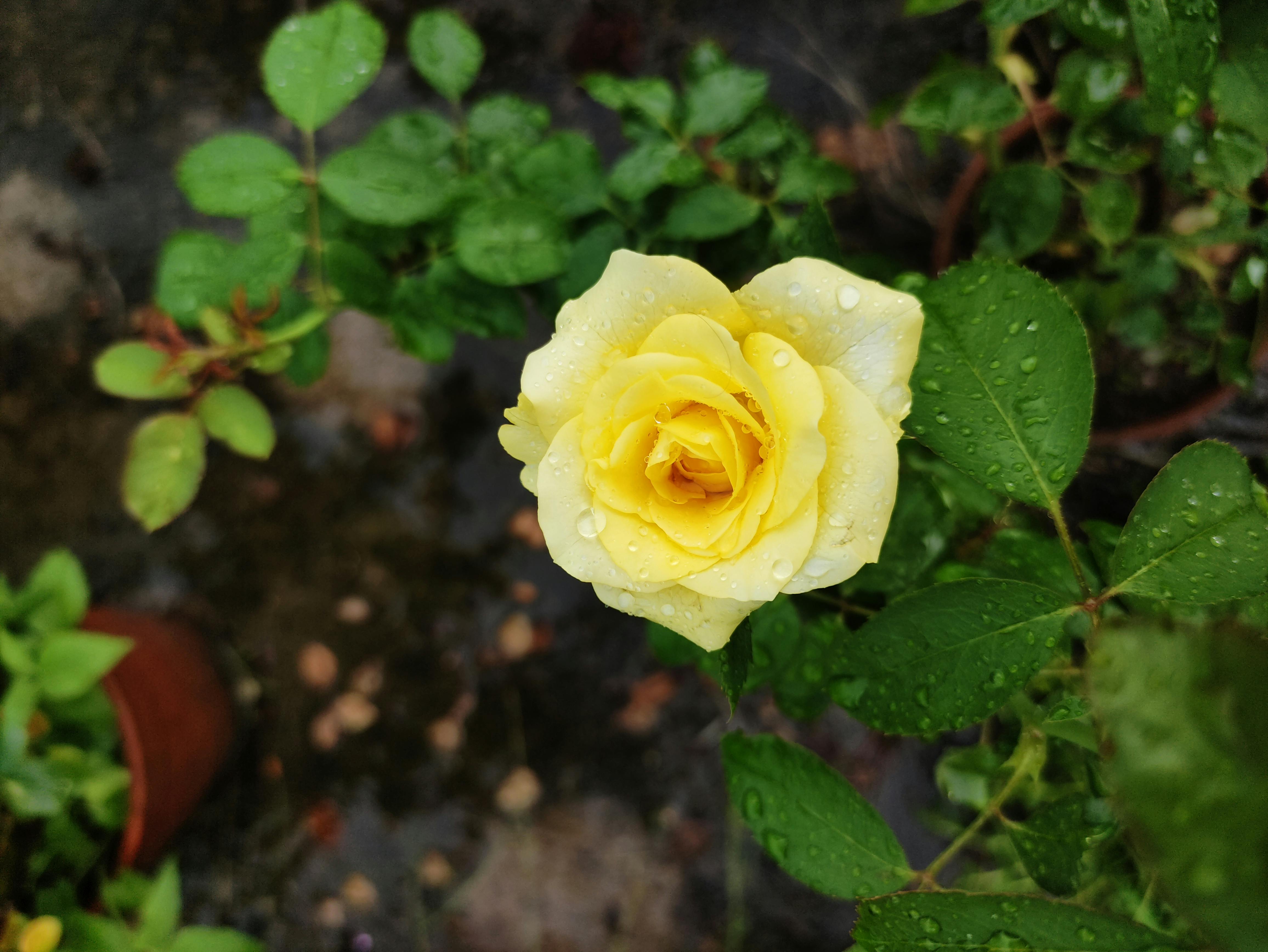 Dried Yellow Roses · Free Stock Photo