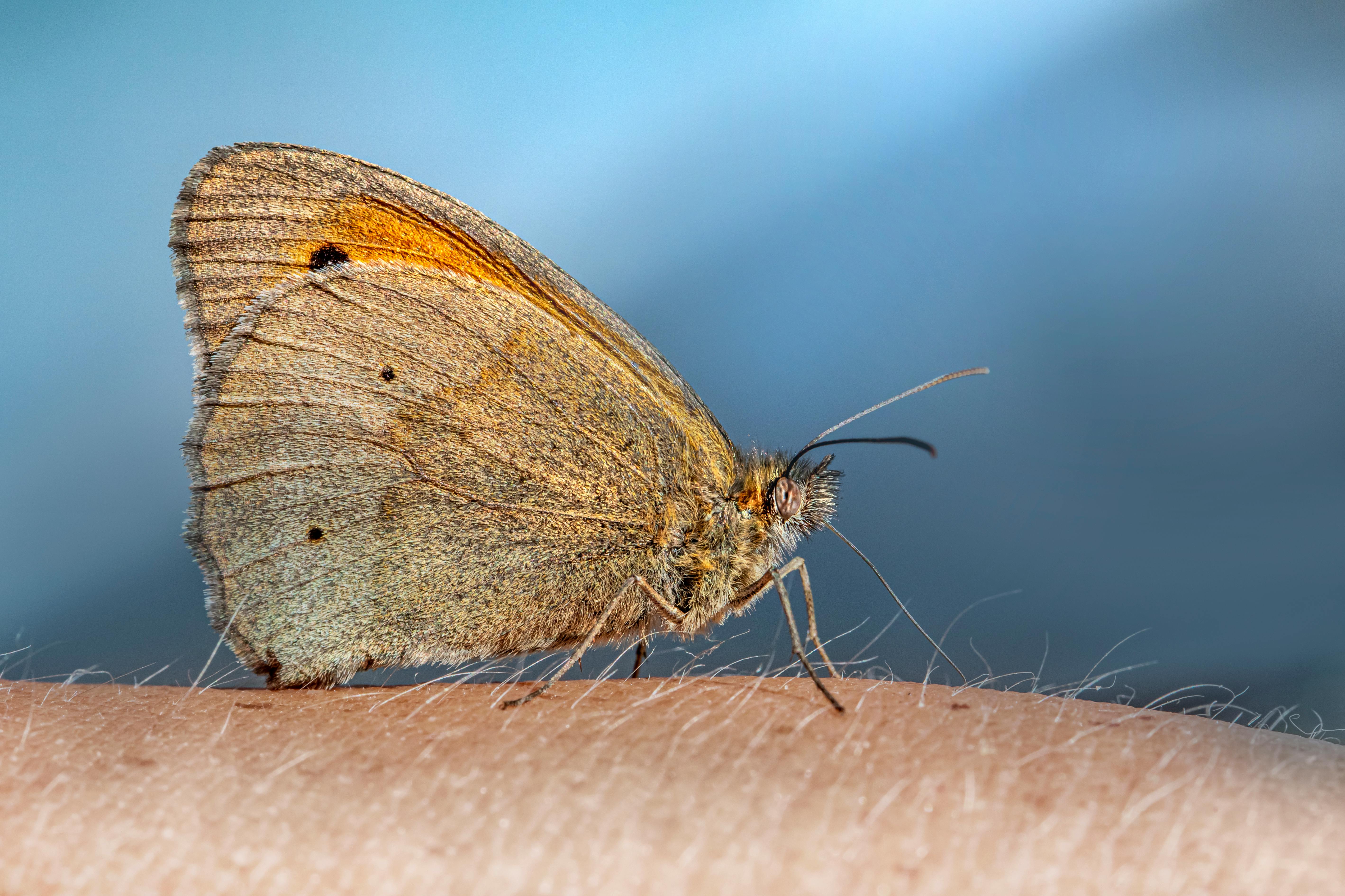 Close-Up Shot of a Brown Butterfly Perched on the Skin · Free Stock Photo