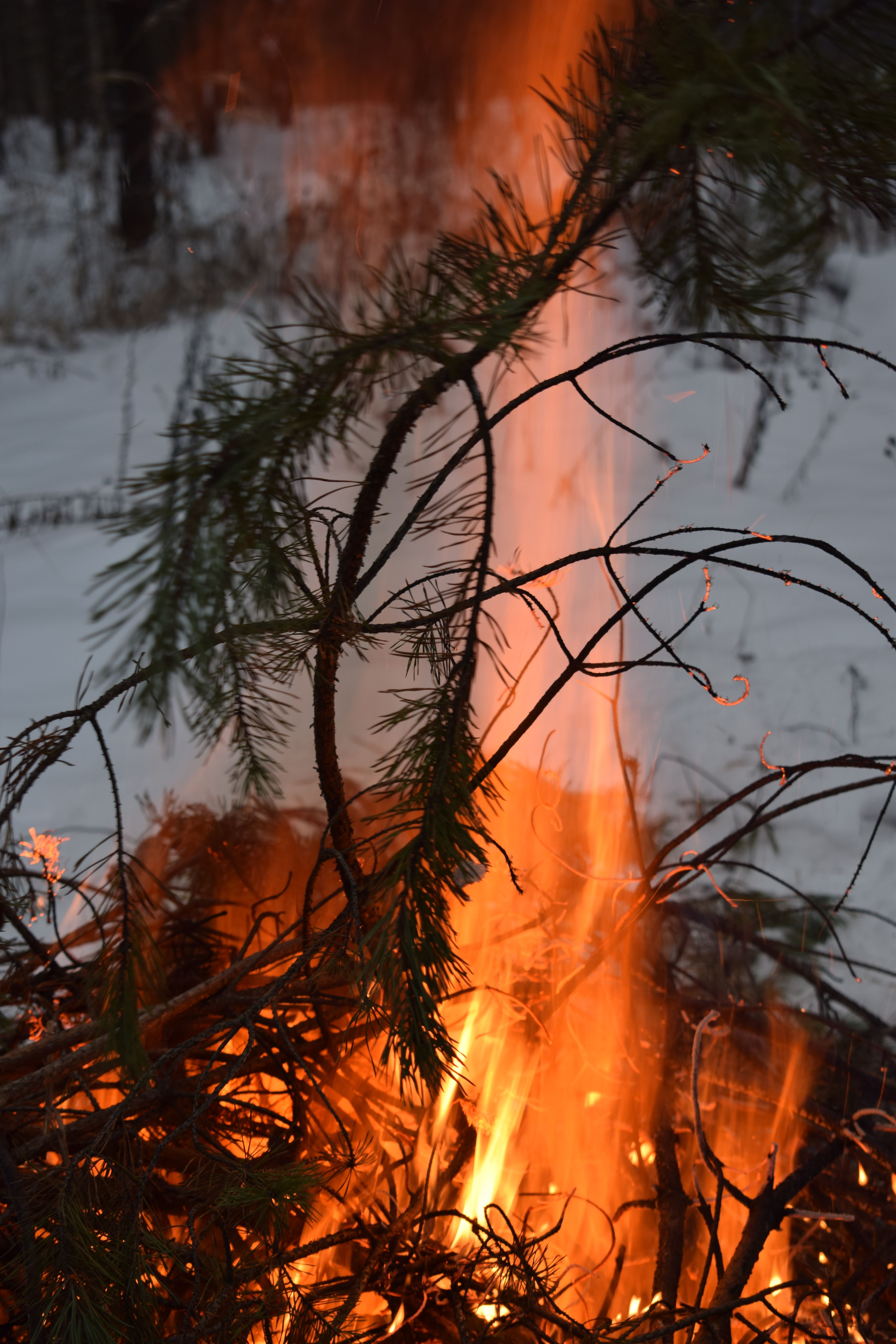 Close-up of On Fire Tree Branches · Free Stock Photo
