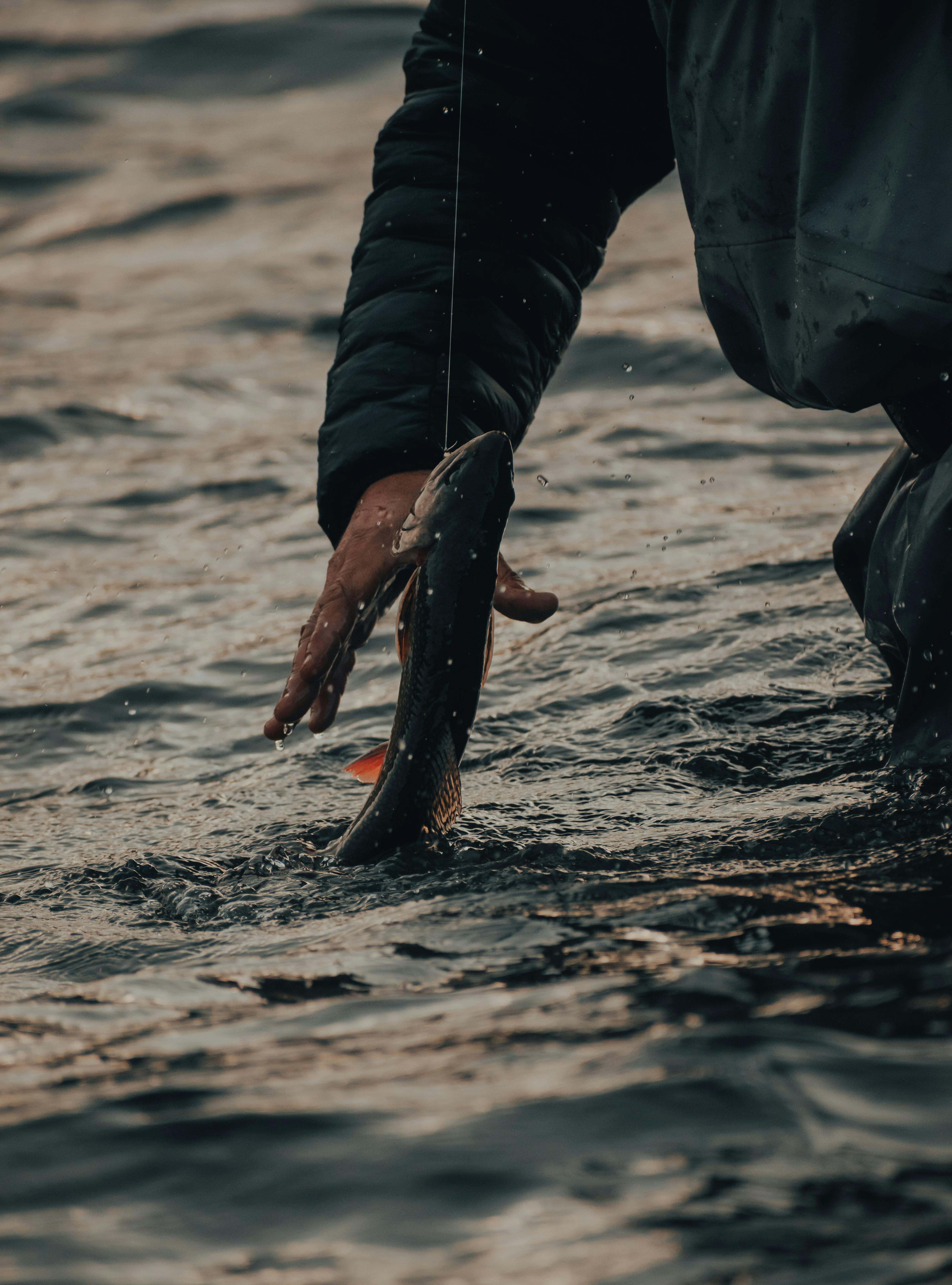 Person Catching a Fish · Free Stock Photo