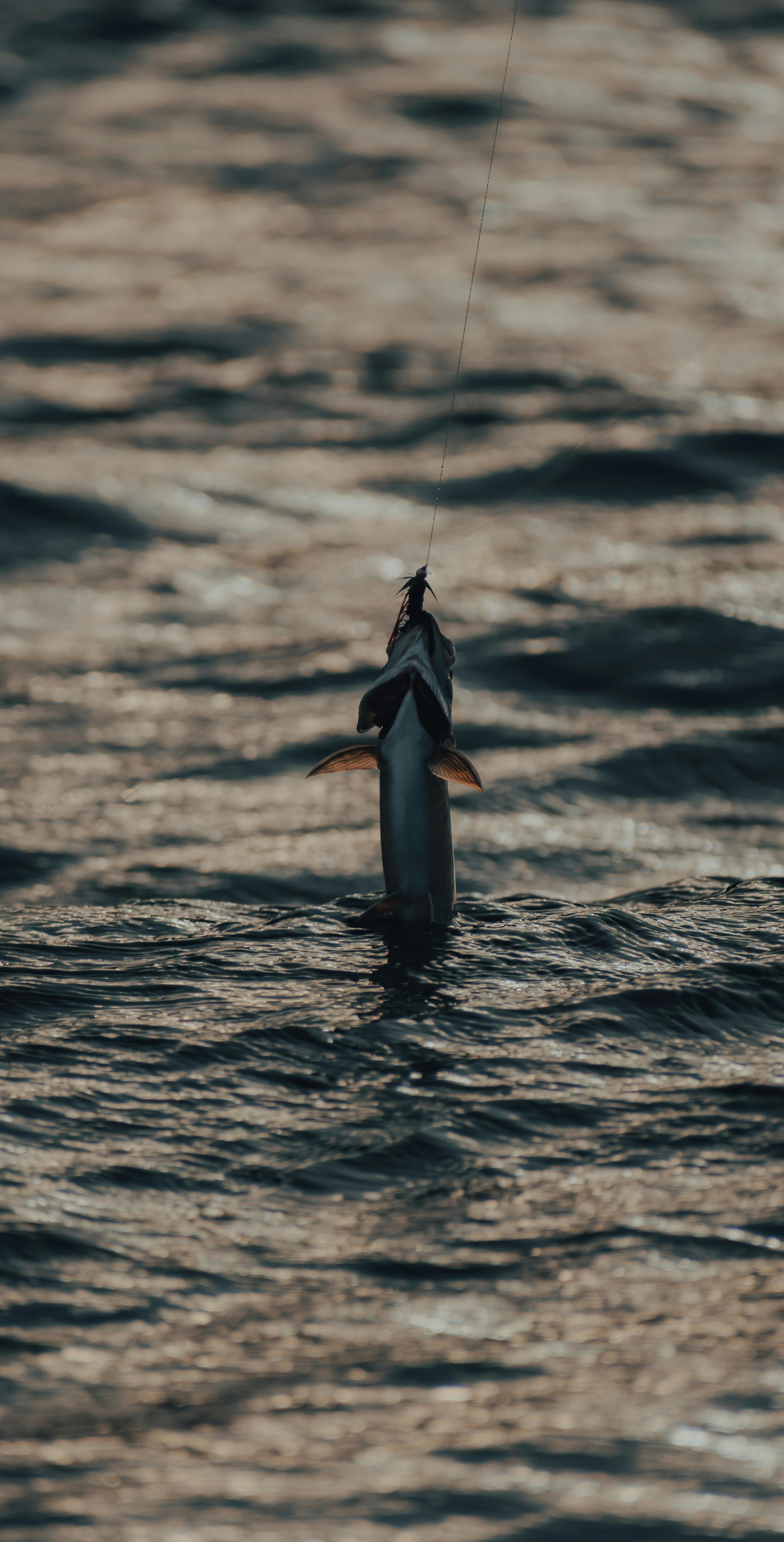 Fish Being Catched · Free Stock Photo