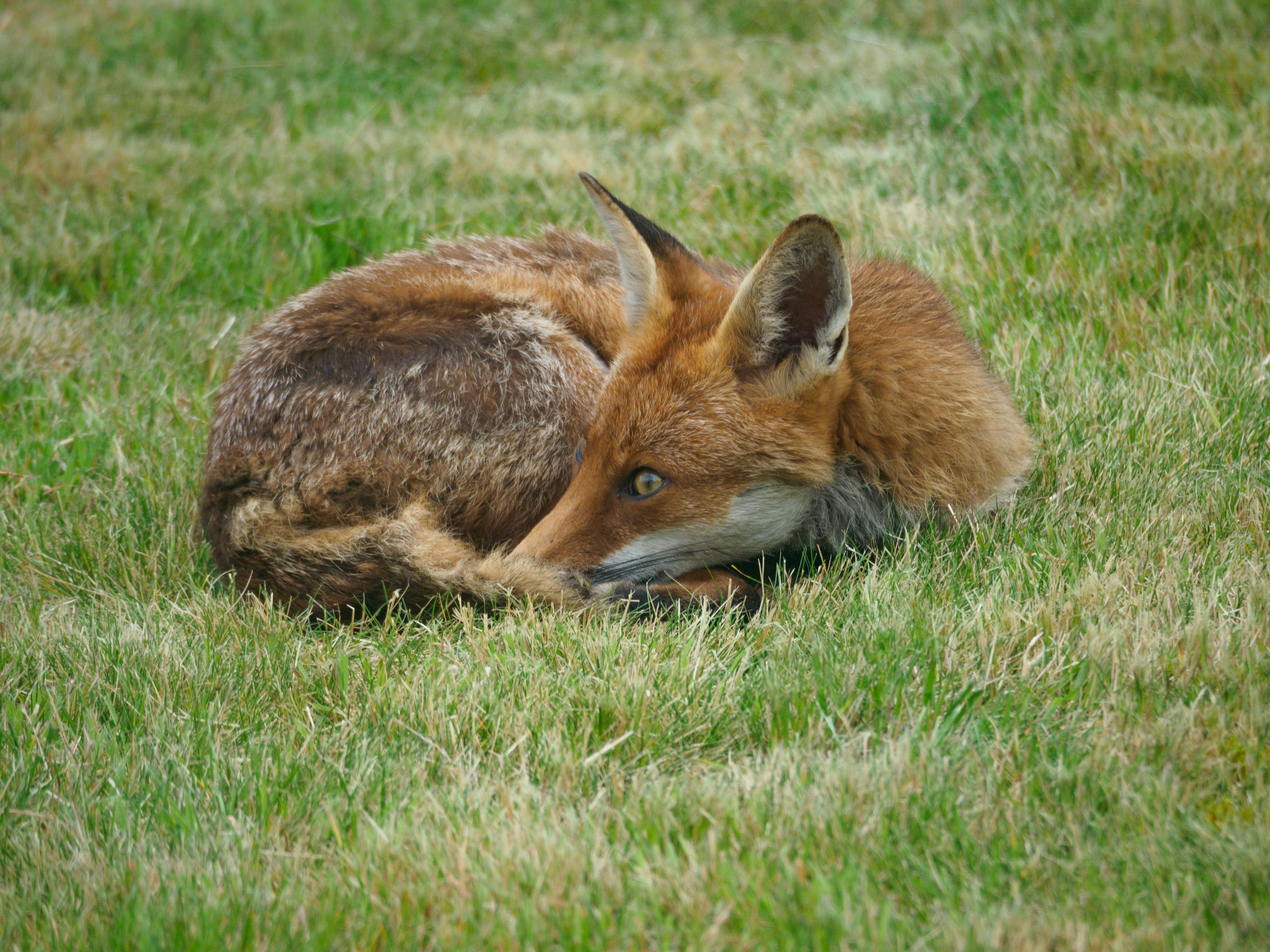 Close-Up Photo of Sleeping Fox · Free Stock Photo