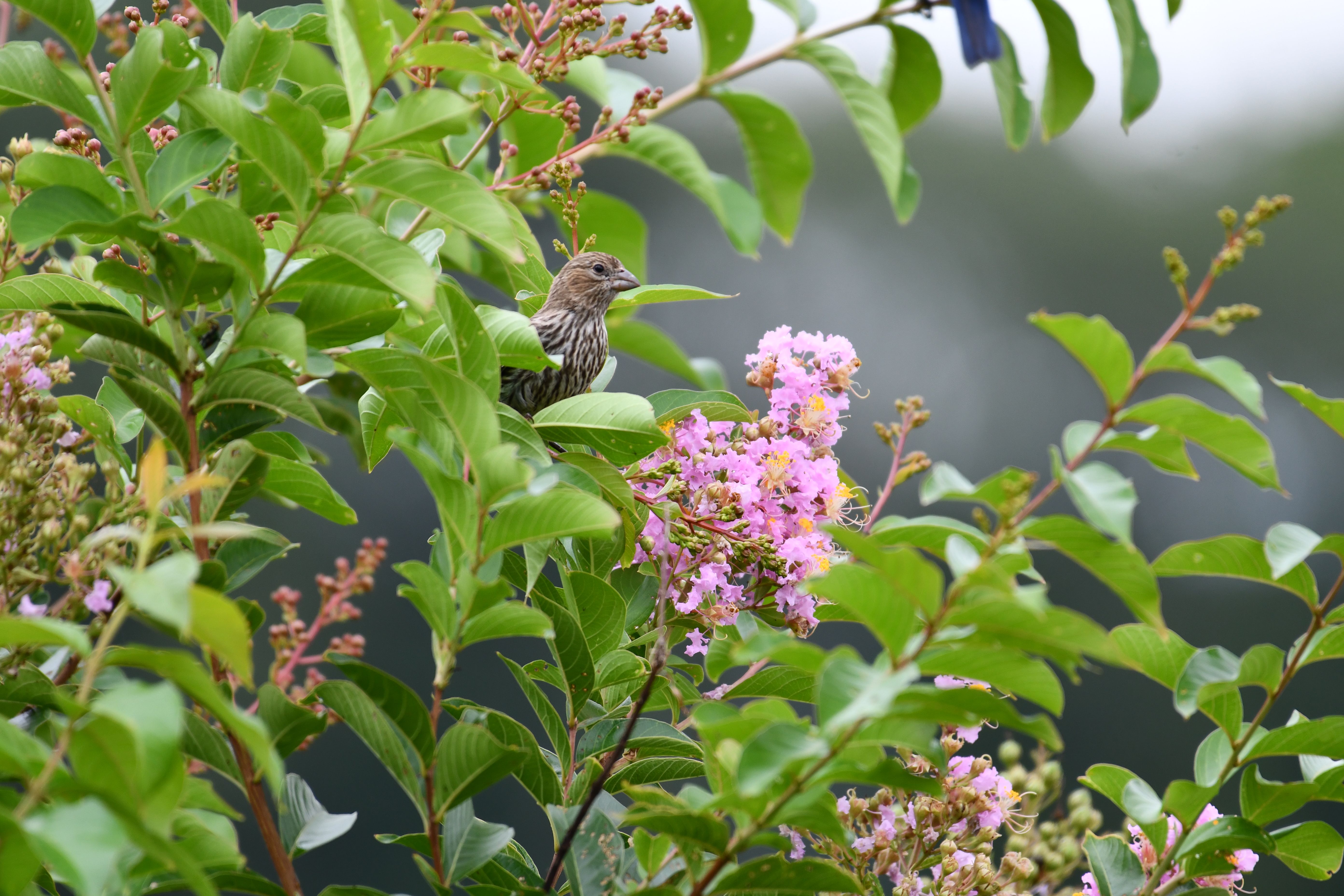 Yellow Bird Perched on Yellow Flower · Free Stock Photo