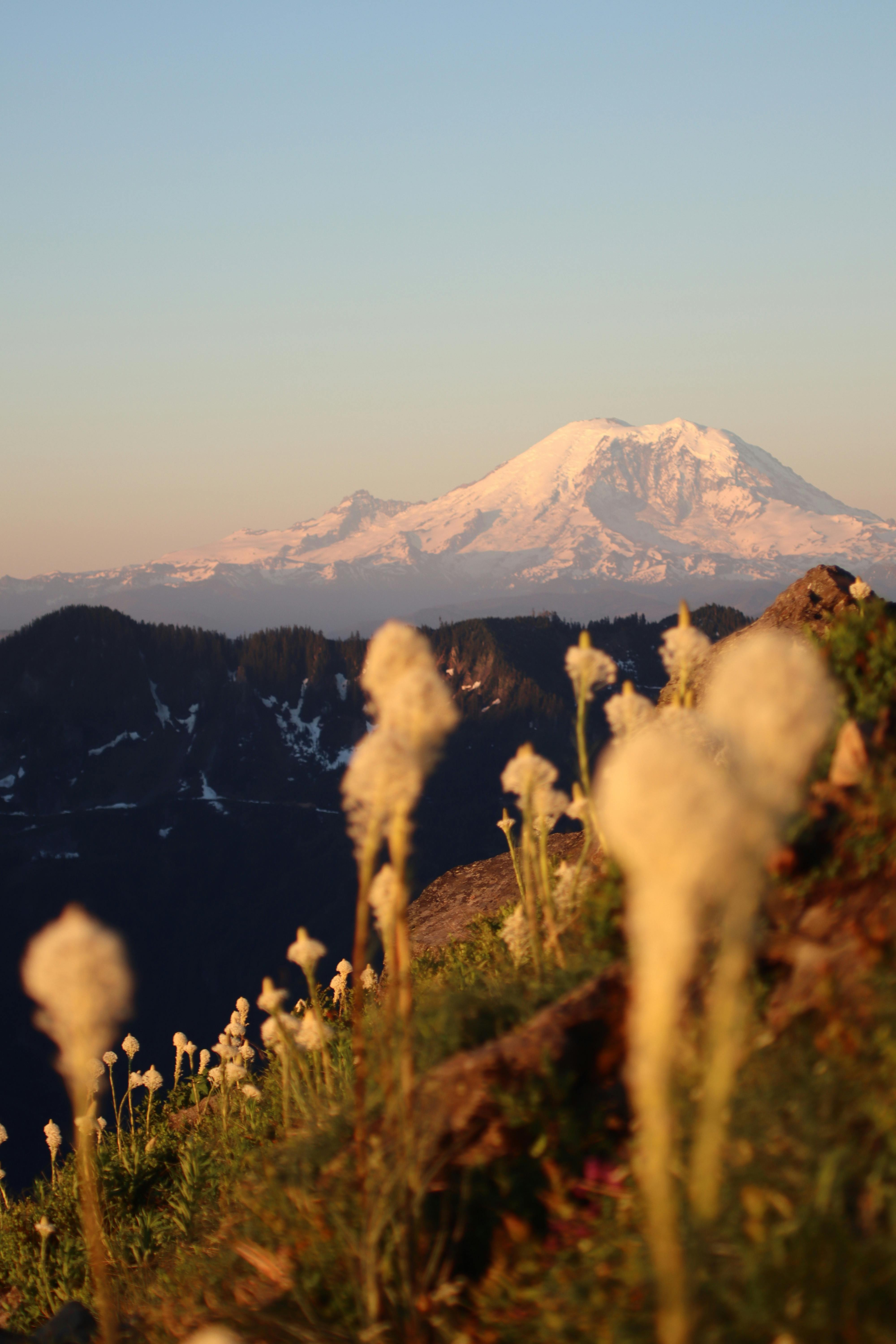 Dandelion Flowers in a Mountain Valley · Free Stock Photo