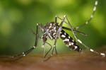 Dengue Mosquito Photos, Download The BEST Free Dengue Mosquito Stock ...