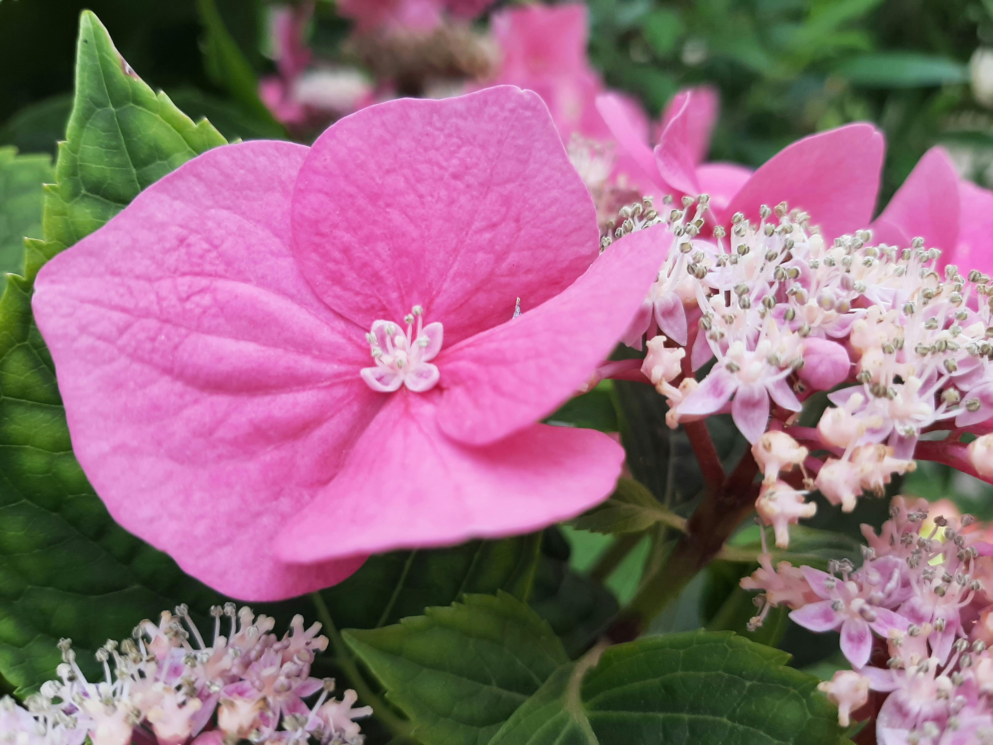 Flower/Fleur - Hydrangea Hortensia 7 Photos & Videos Collected by DN ...