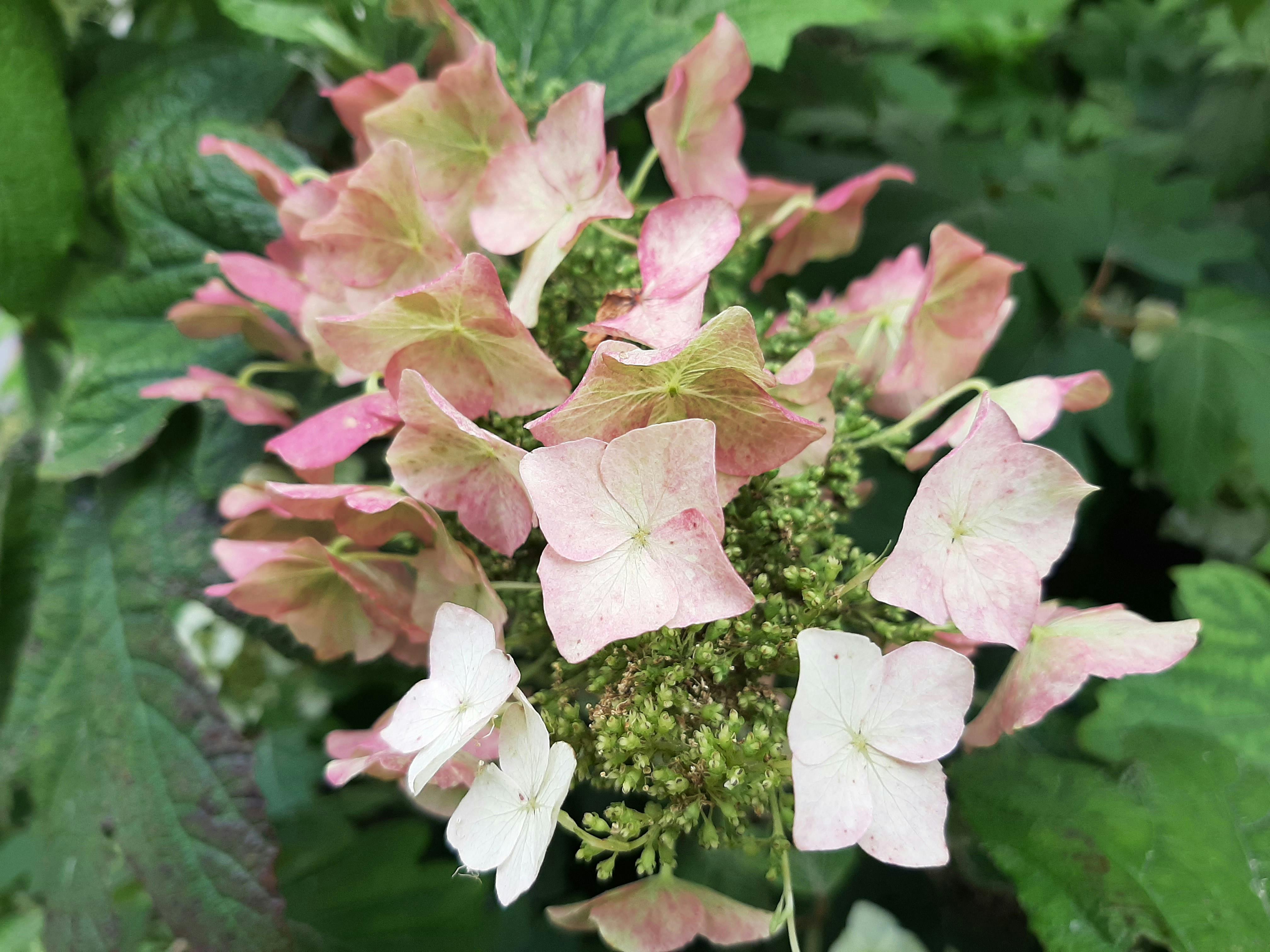 Flower/Fleur - Hydrangea Hortensia 7 Photos & Videos Collected by DN ...
