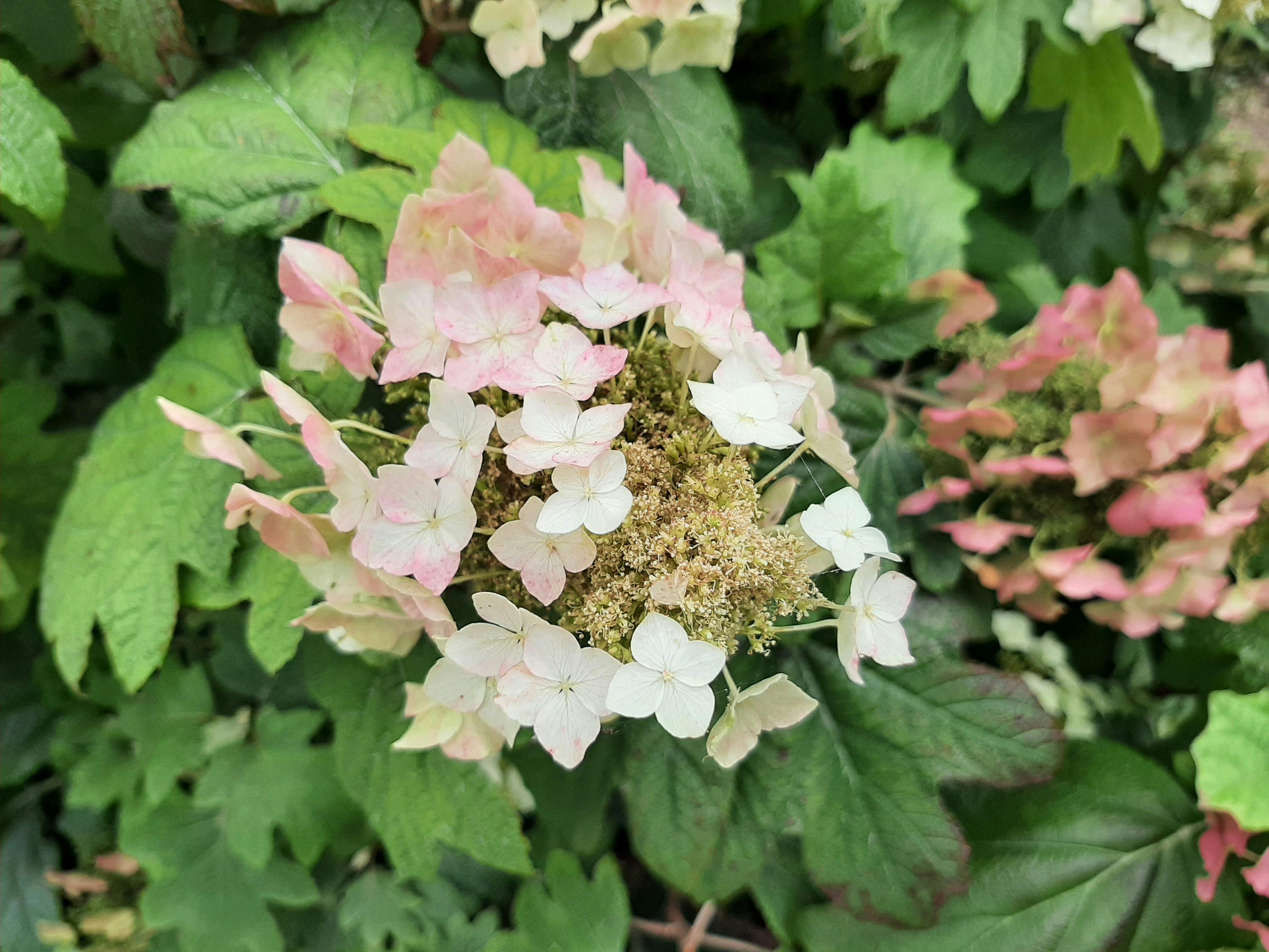 Flower/Fleur - Hydrangea Hortensia 7 Photos & Videos Collected by DN ...