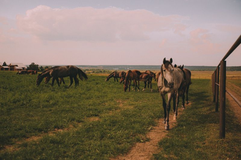 Understanding Horse Behavior: Insights for Owners and Riders