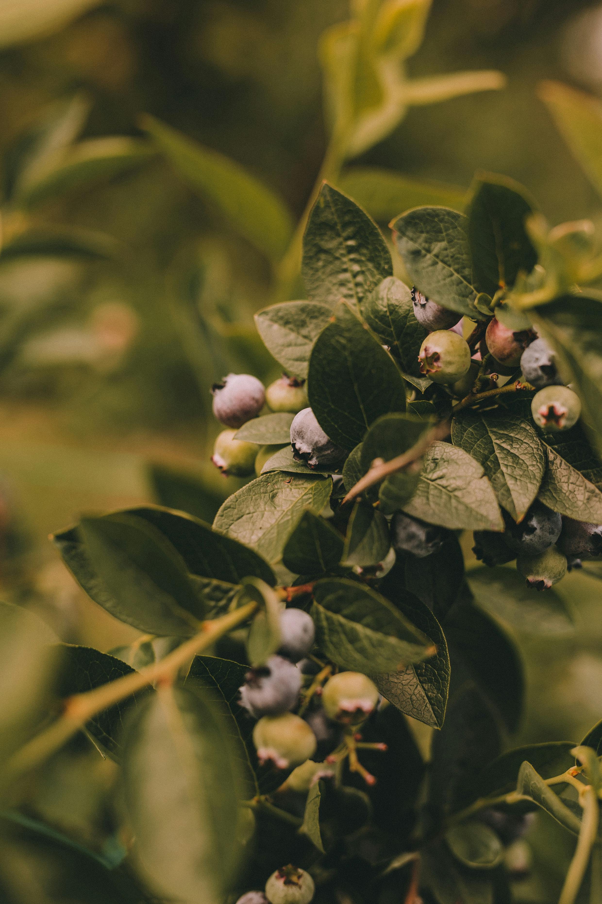Close Up Photo of Unripe Blueberries · Free Stock Photo