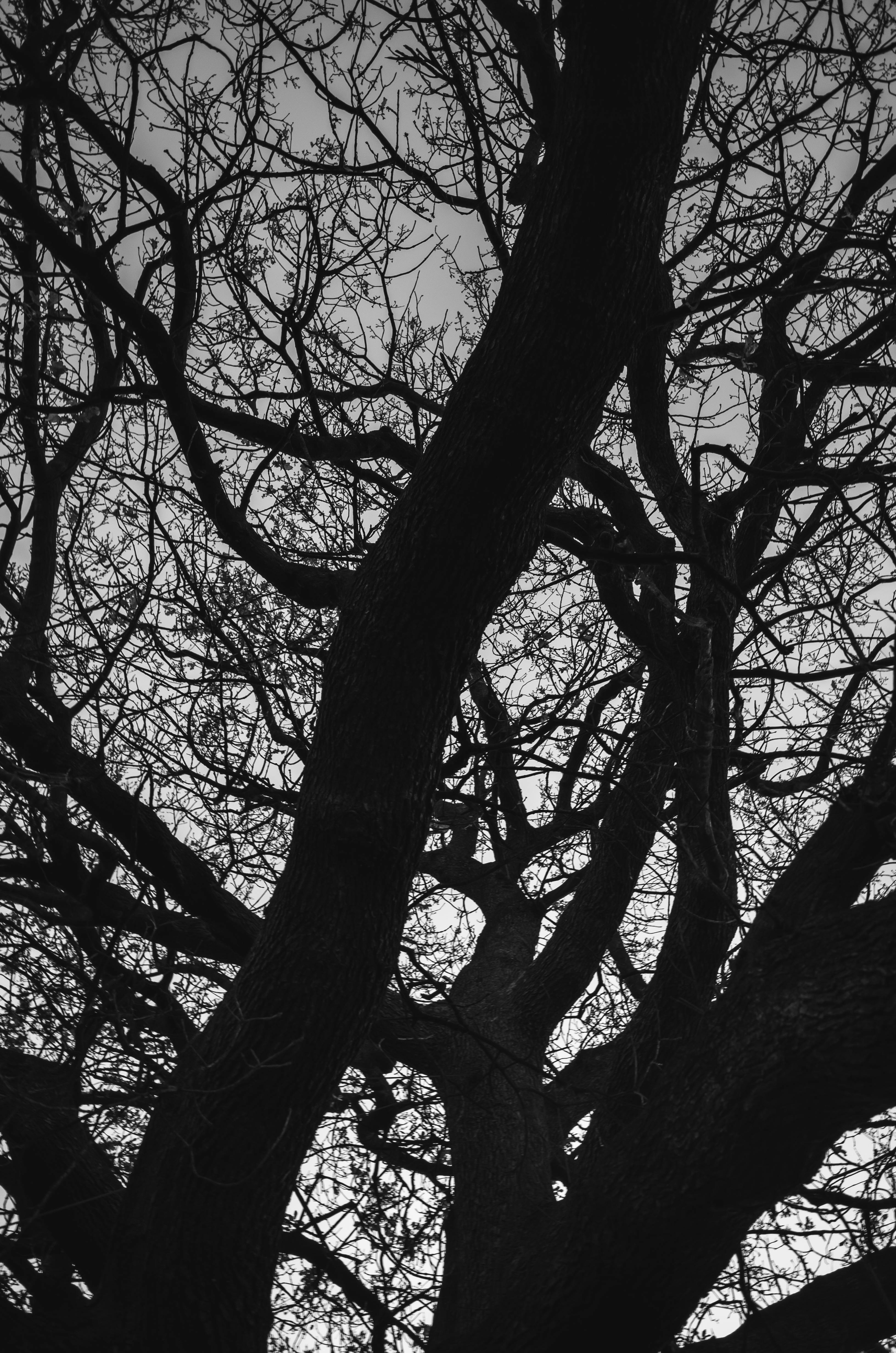 Low Angle Photography of Leafless Tree · Free Stock Photo