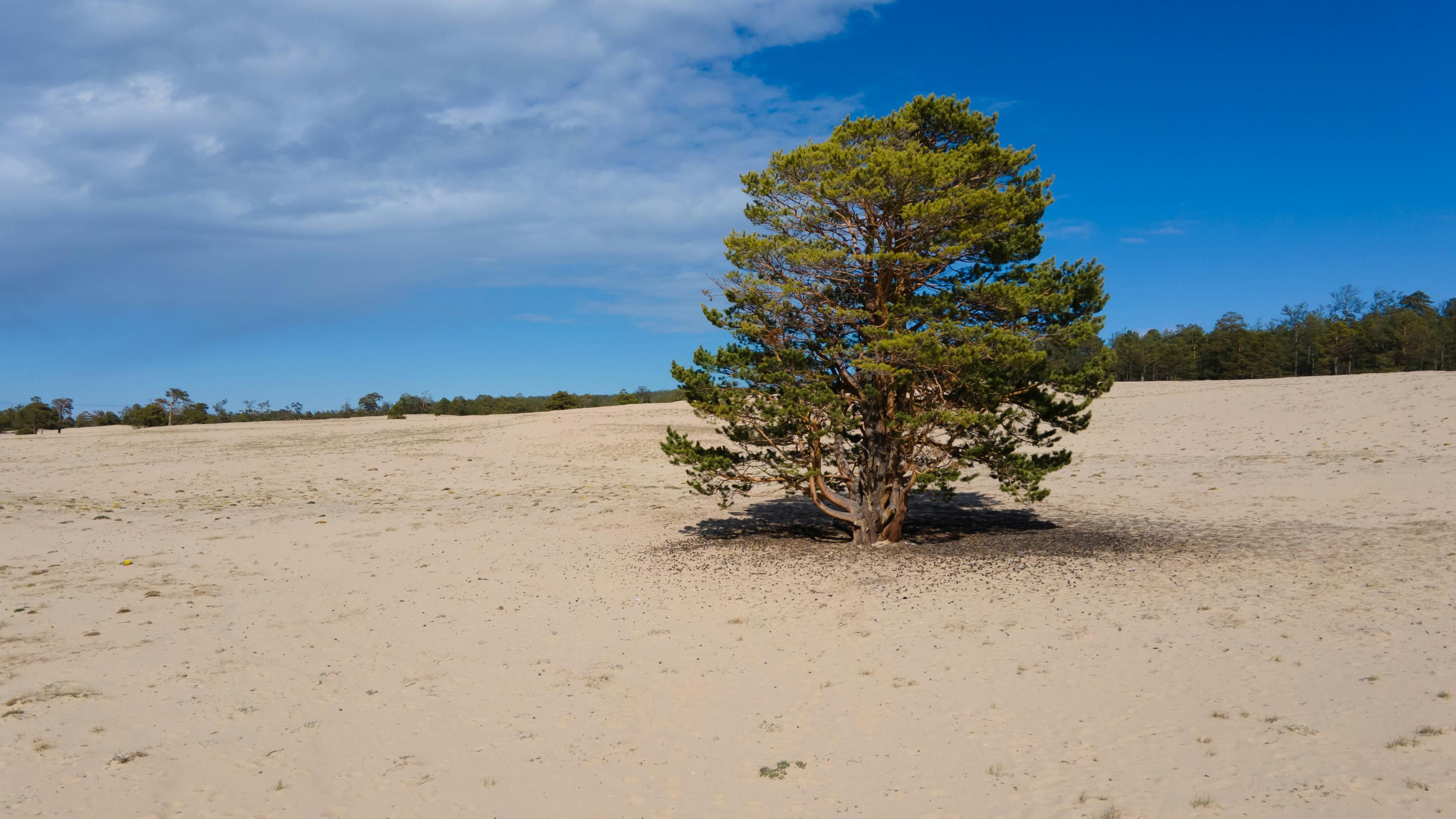 Green Tree on Sand Field · Free Stock Photo