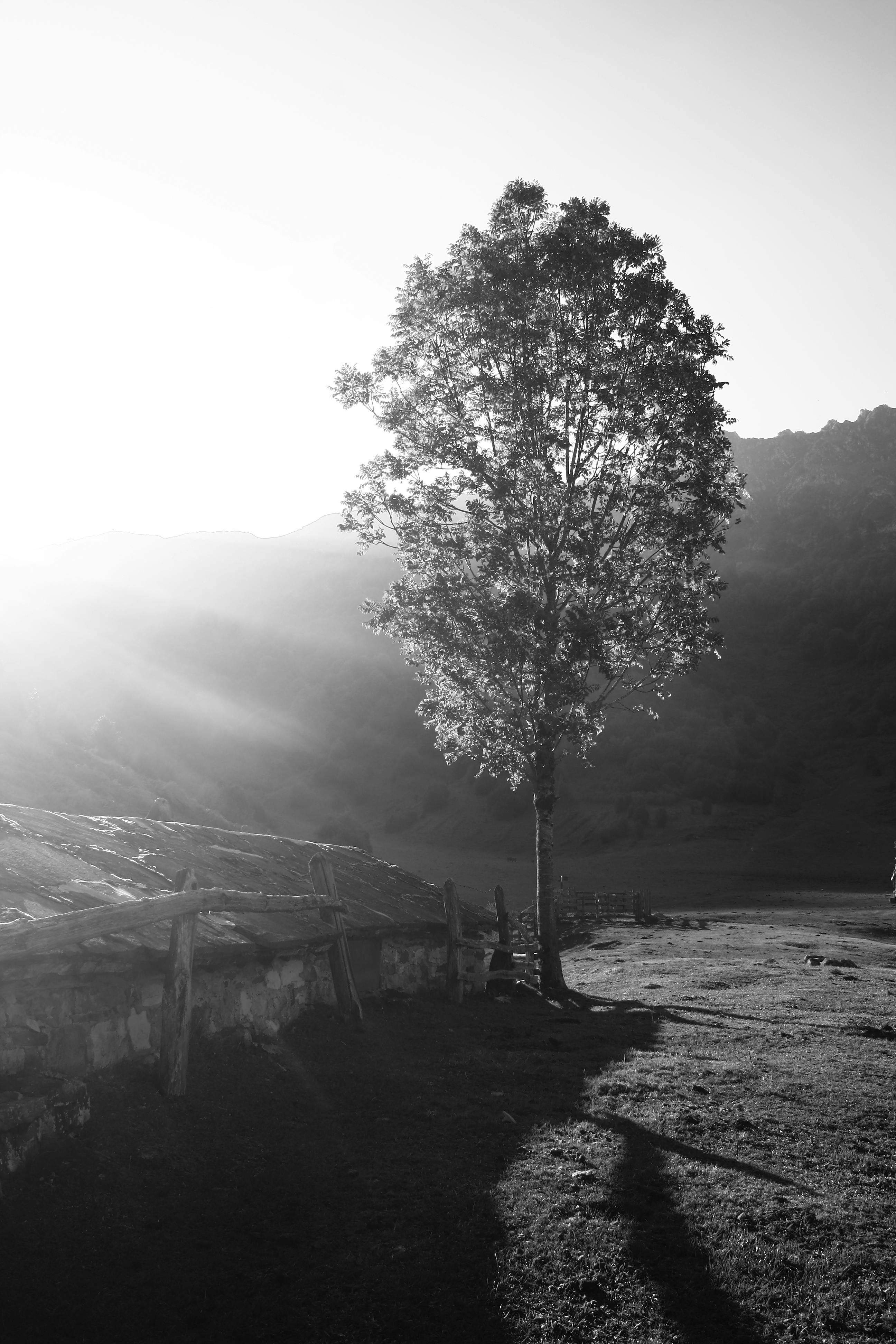 Grayscale Photo of Tree on Field · Free Stock Photo