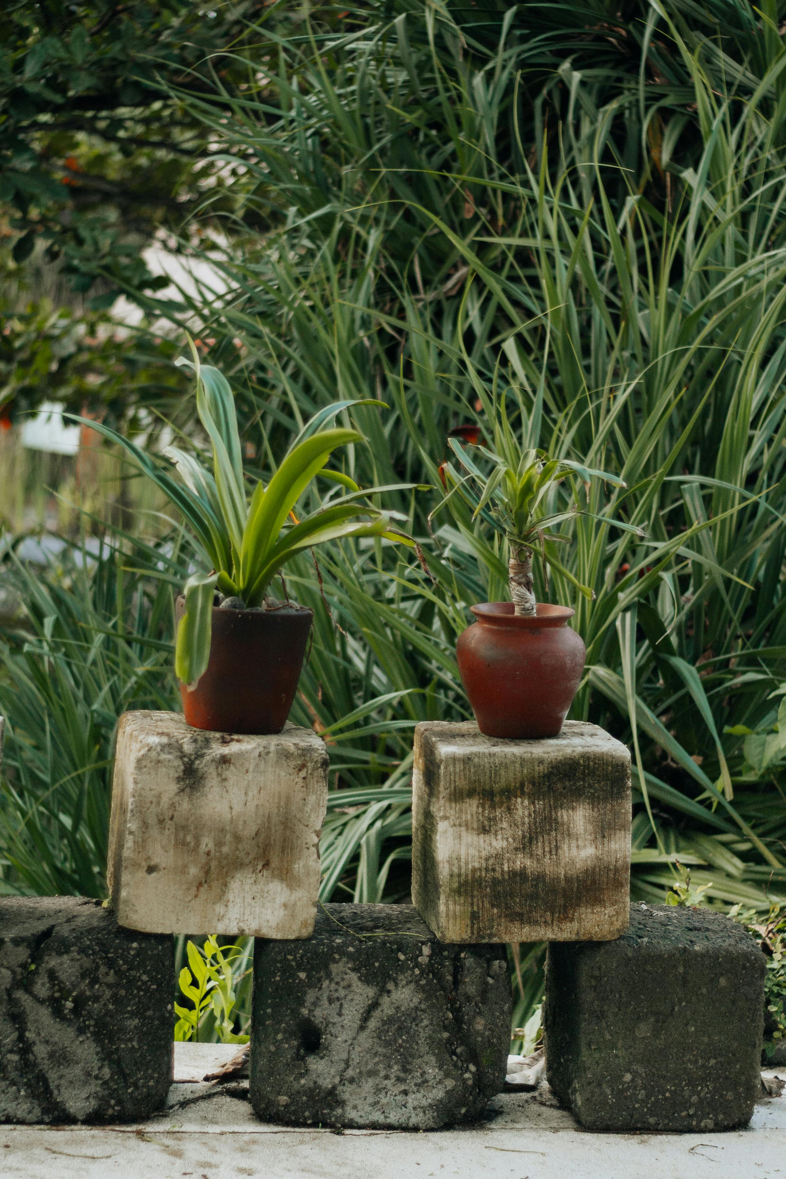Plants in Pots Standing on Concrete Blocks Outdoors · Free Stock Photo