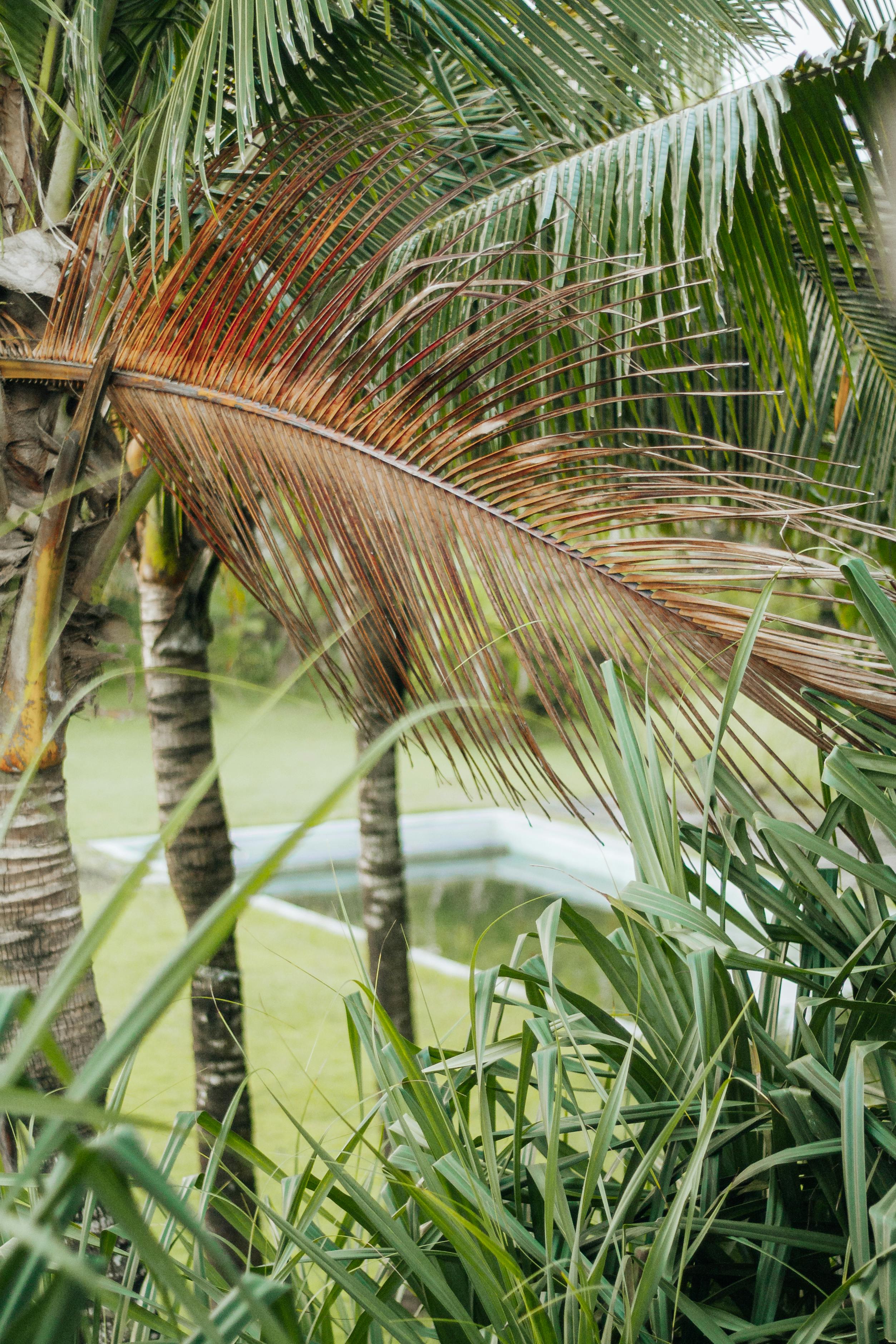 Dried Palm Trees Photos, Download The BEST Free Dried Palm Trees Stock ...