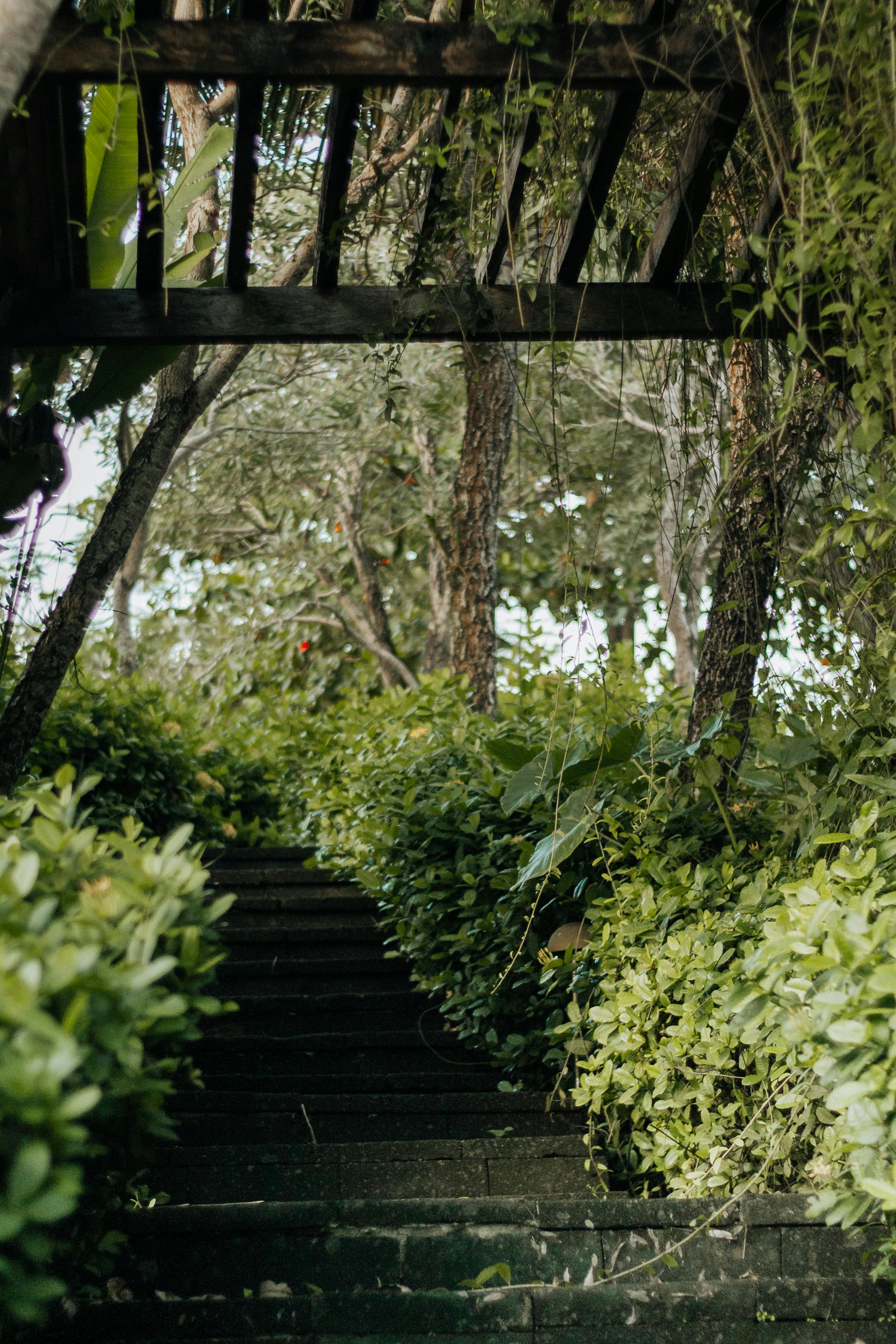 Concrete Steps between Green Trees in a Park · Free Stock Photo